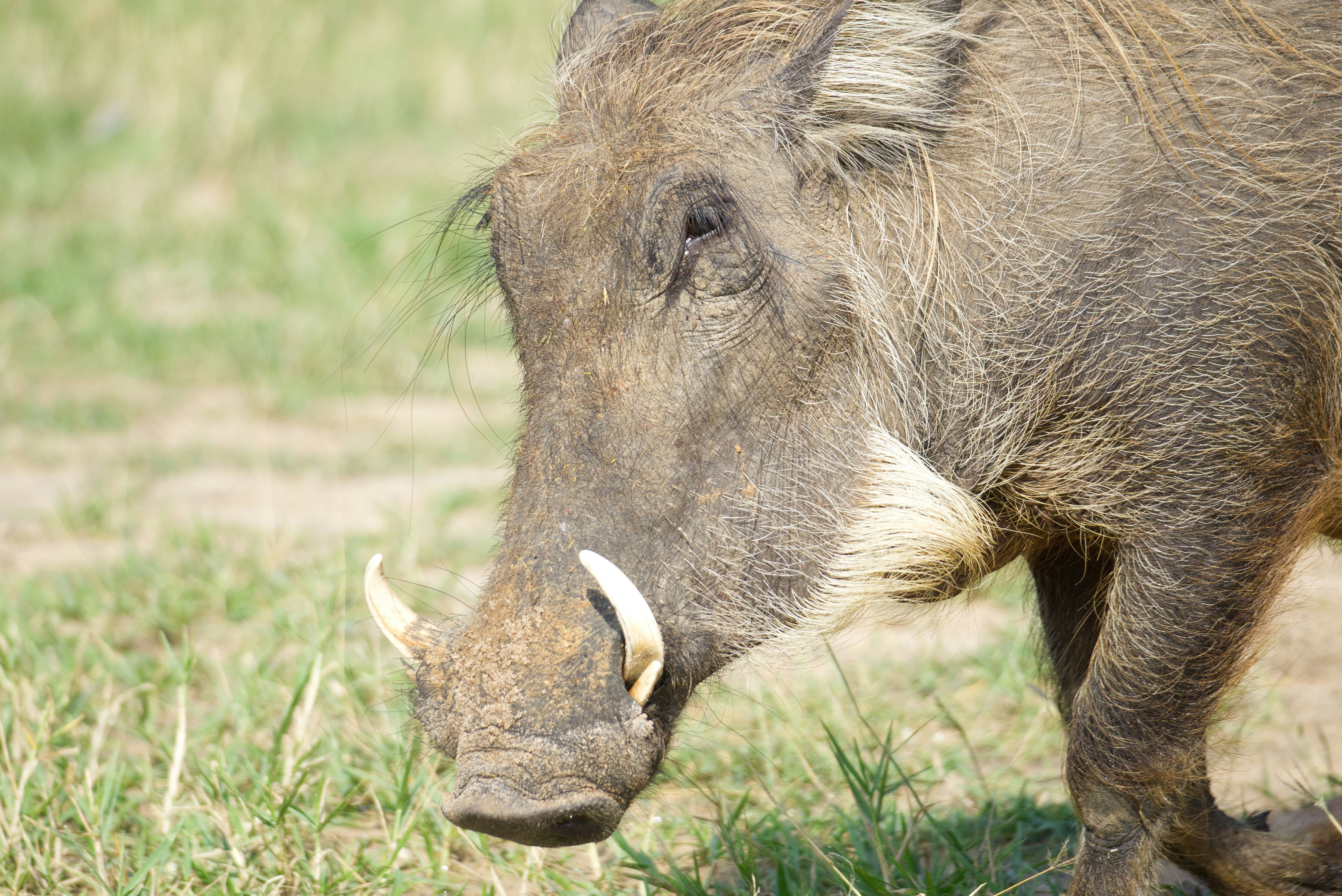 A close up of a warthog in a field photo – Free Wild animal Image on ...