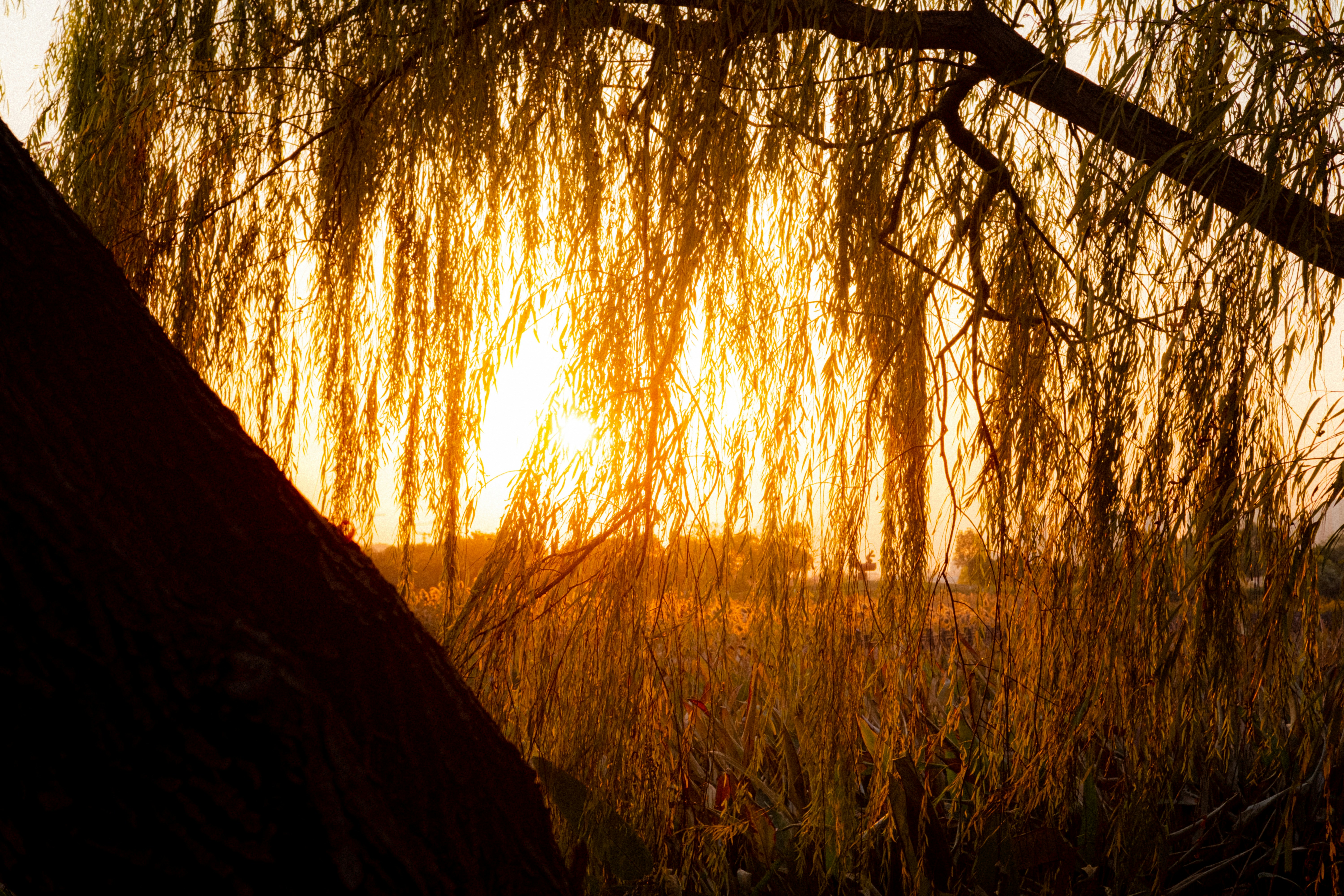 The sun is setting behind a willow tree photo – Free Tree Image on Unsplash