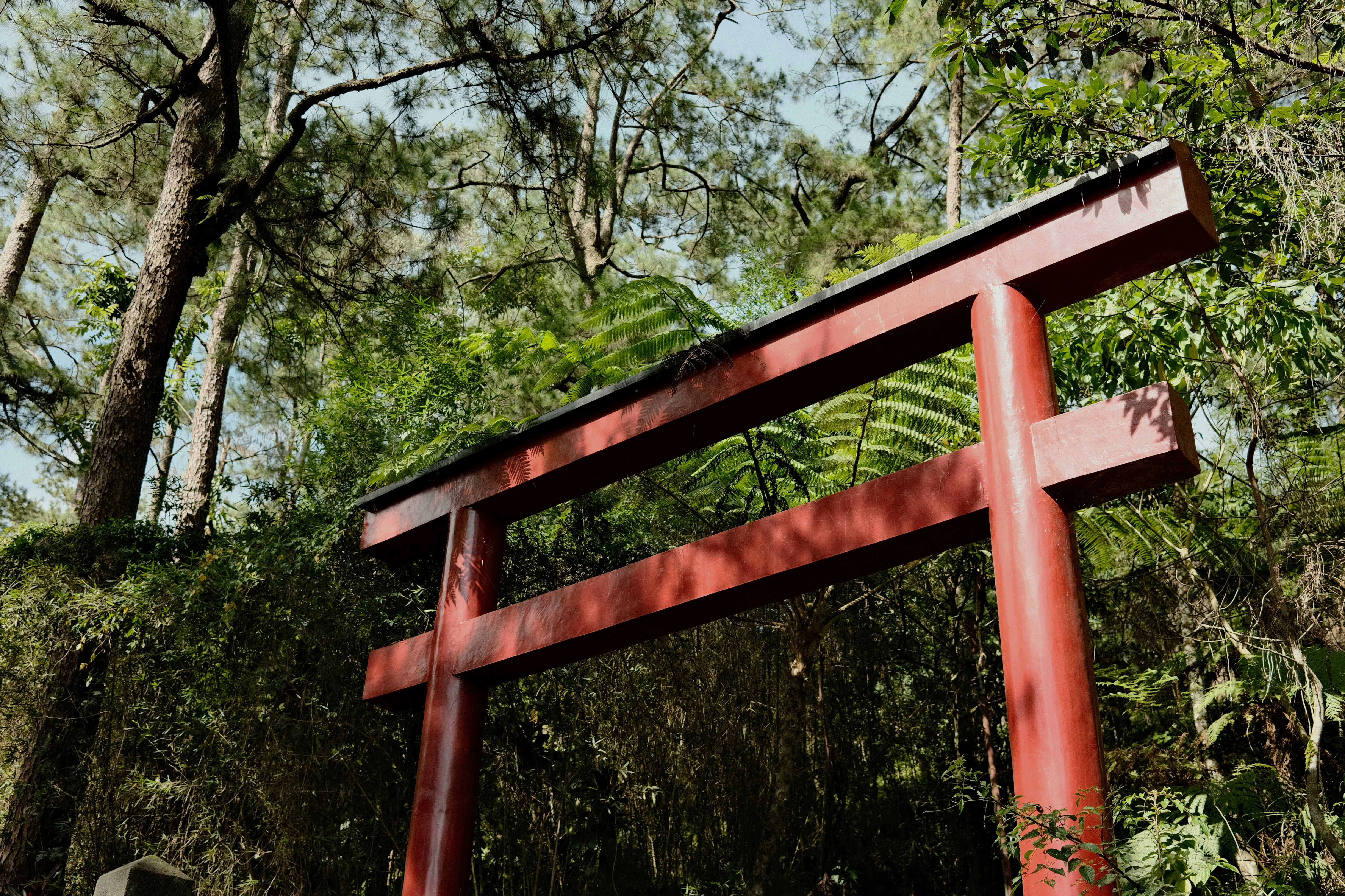 Foto A red tori tori tori tori tori tori tori tori tori tori tori tori ...