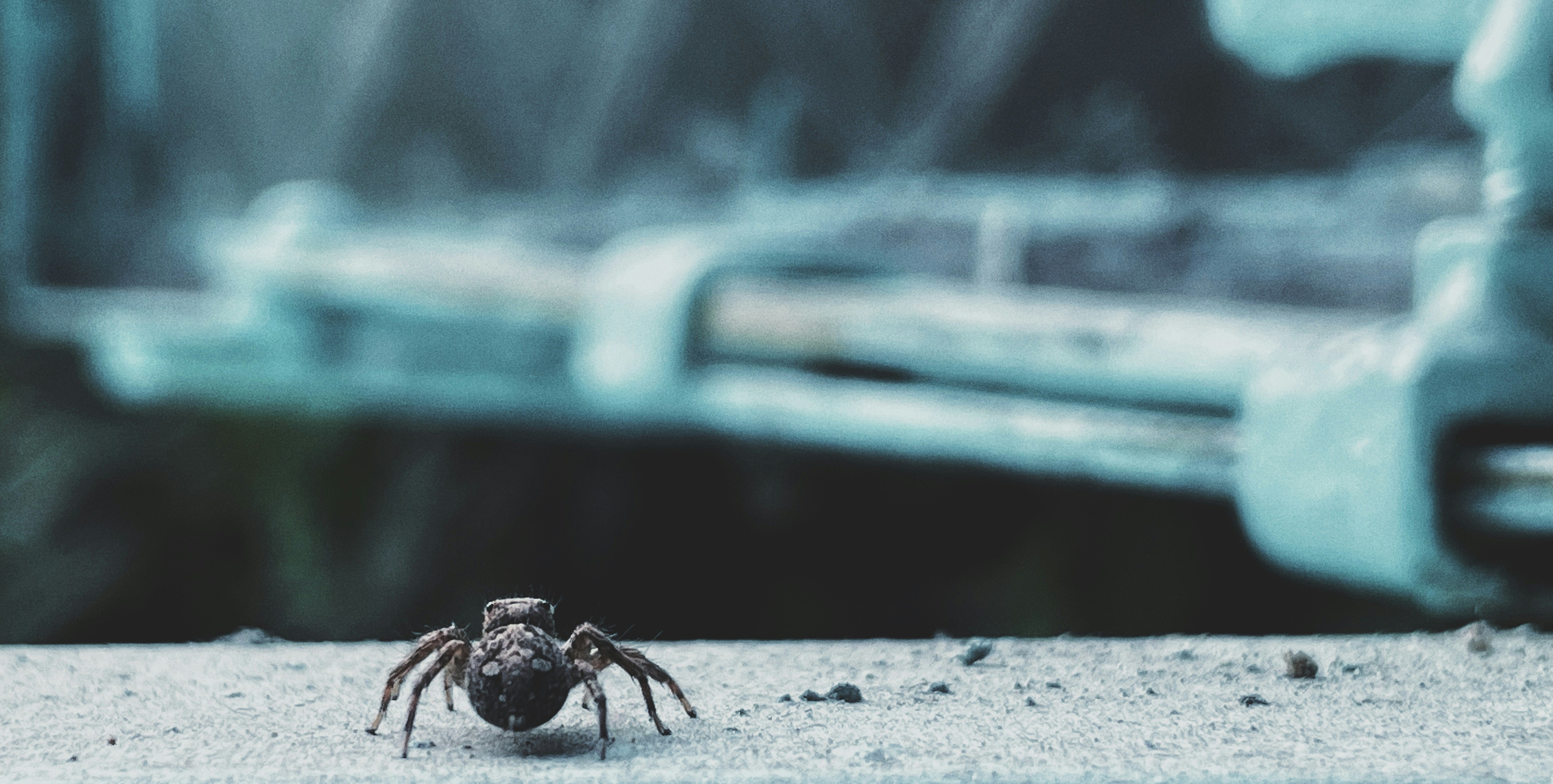 Crab on the Rim: A Close-Up at the Edge of a Quiet Surface