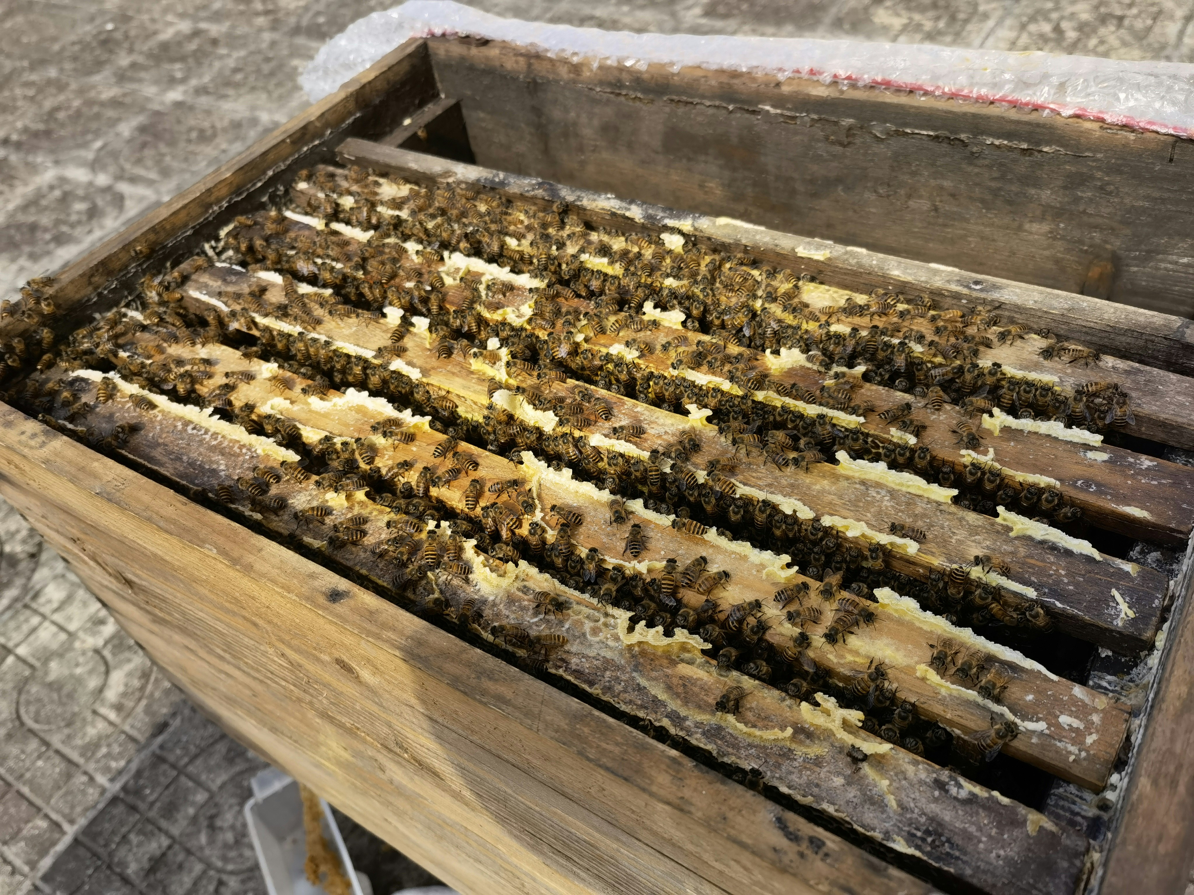 A beehive full of bees is shown in this image photo – Free Animal Image ...