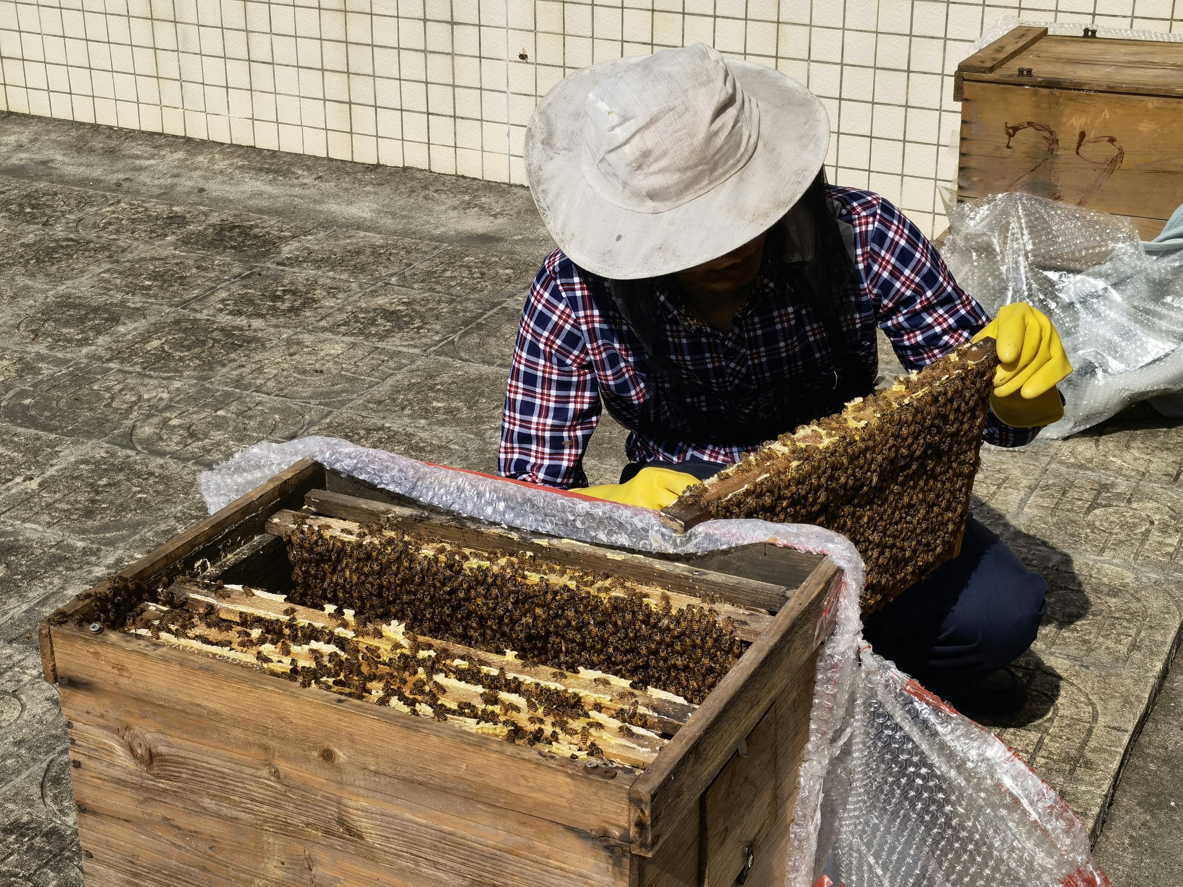 A person kneeling down next to a box filled with bees photo – Free ...