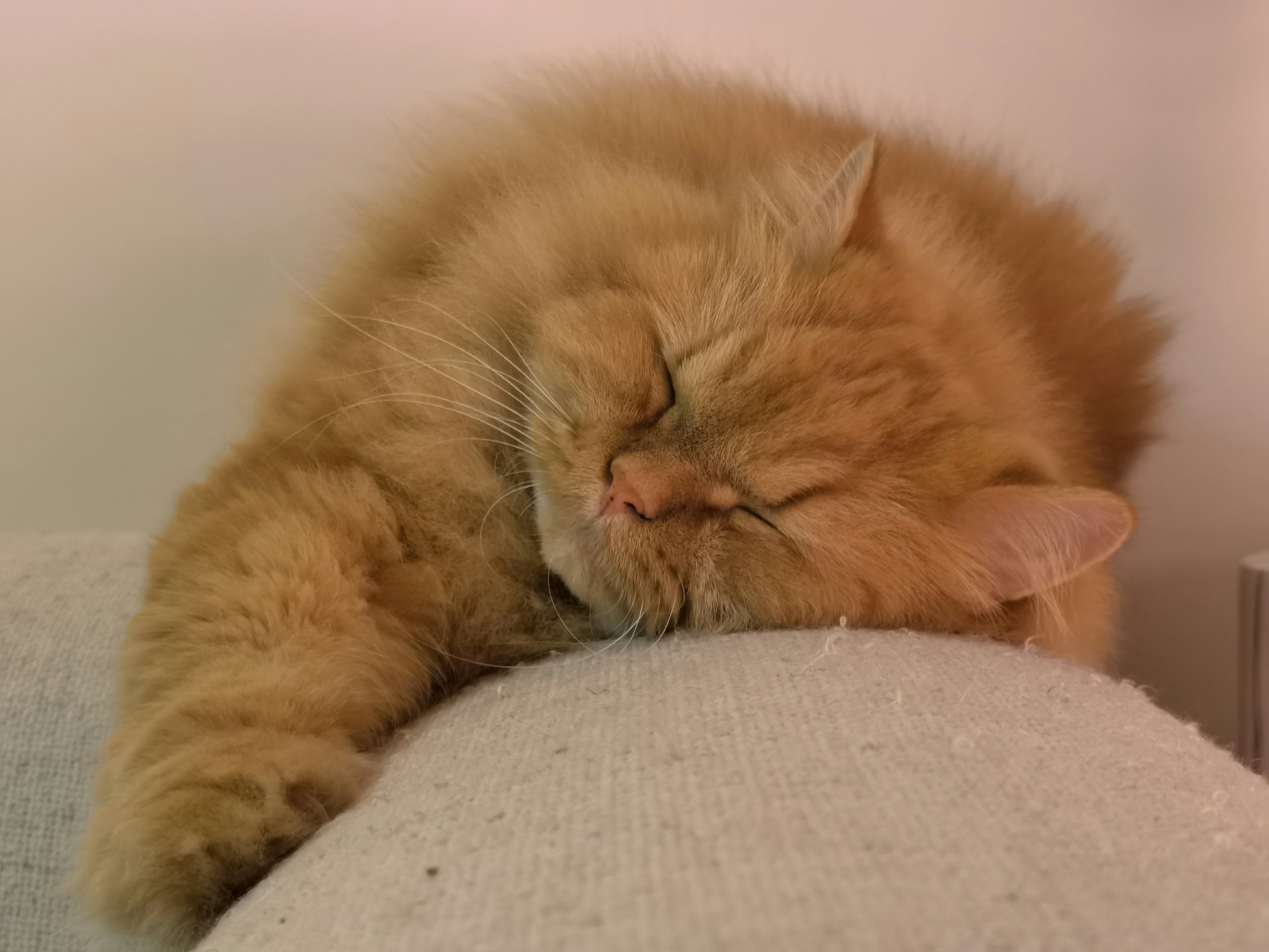 Fluffy orange cat peacefully napping on a soft surface, showcasing its serene expression and relaxed posture.