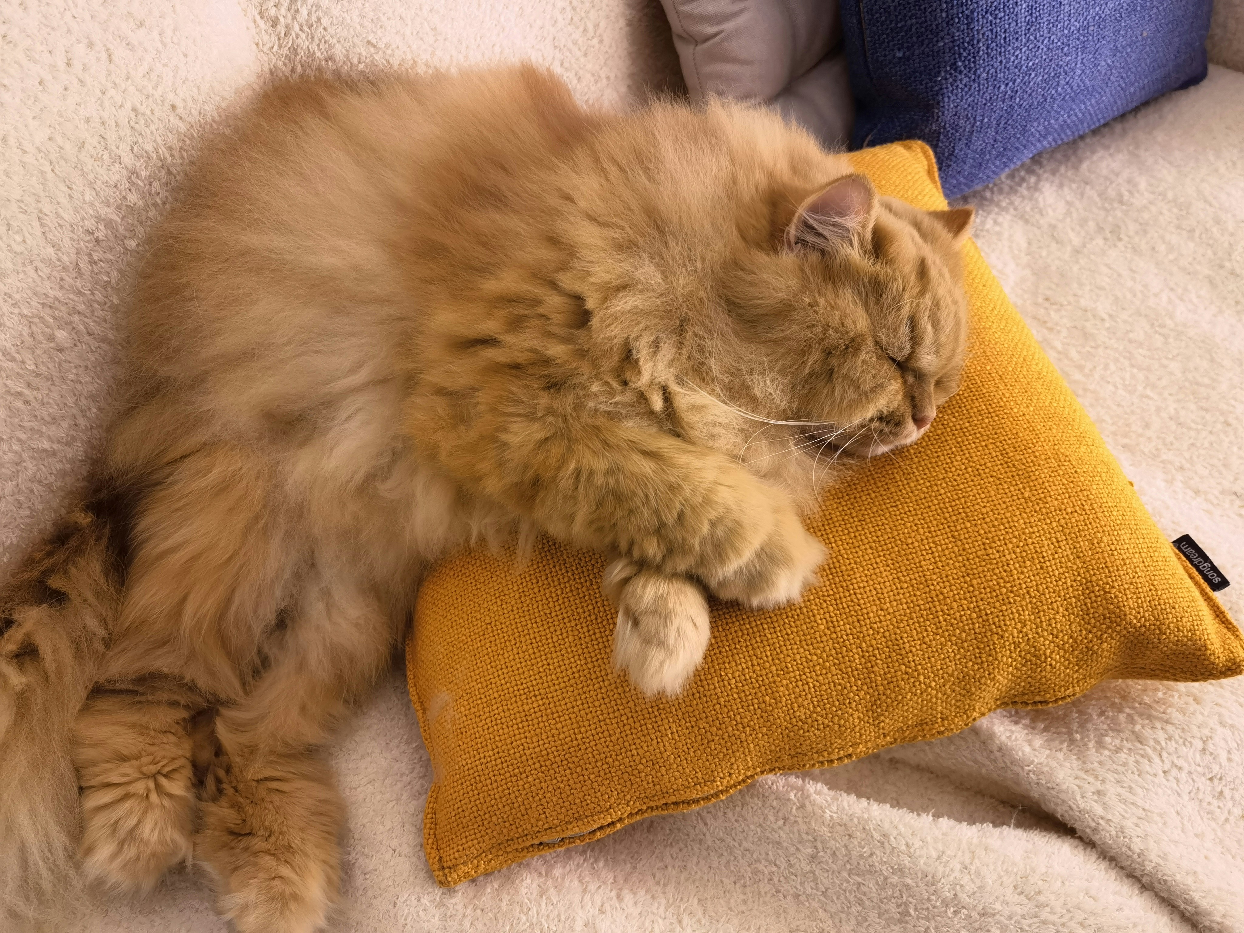 Fluffy ginger cat peacefully resting on a vibrant yellow pillow, surrounded by soft textures in a cozy setting.