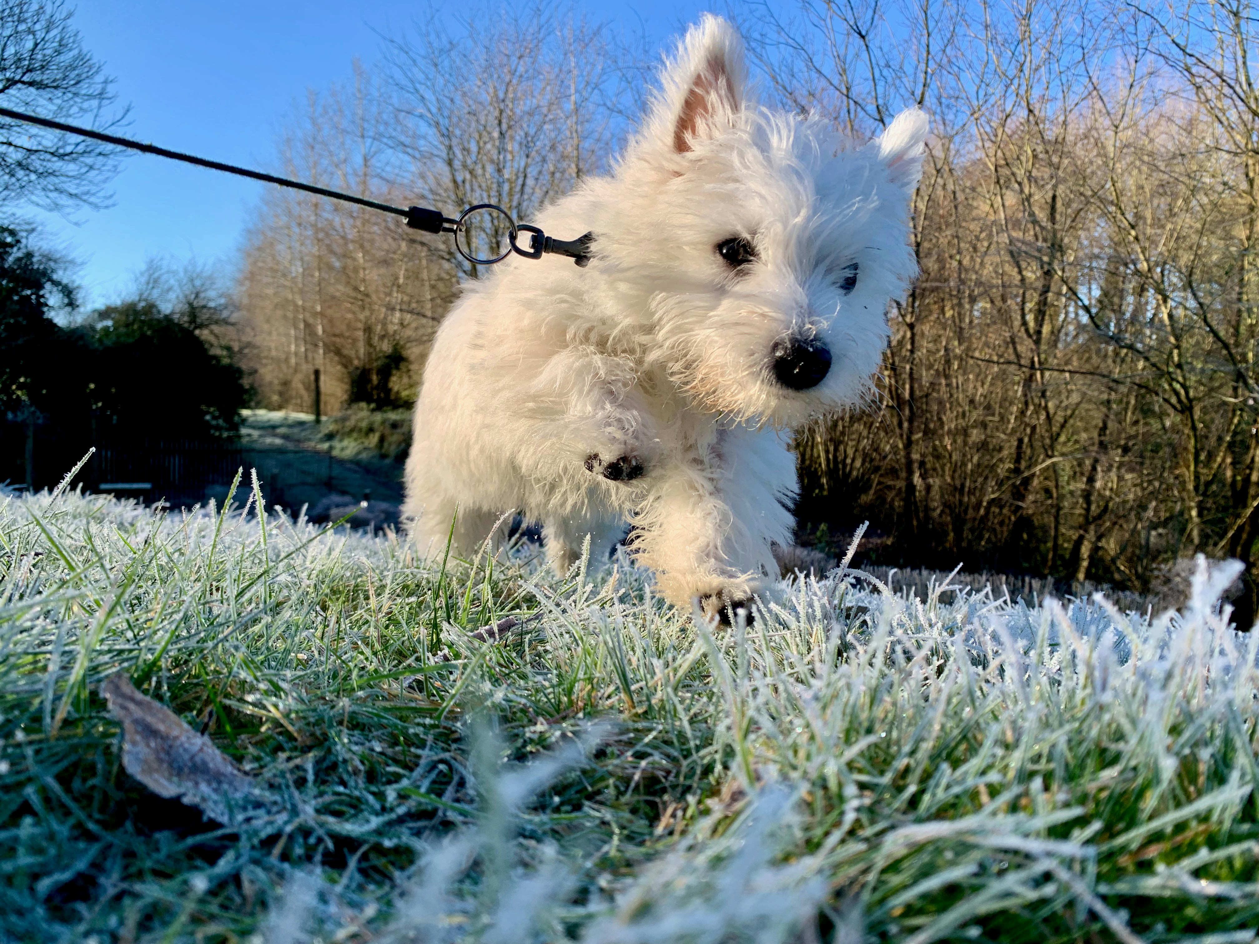 Frost-Kissed Wanderer: A White Terrier on a Leash
