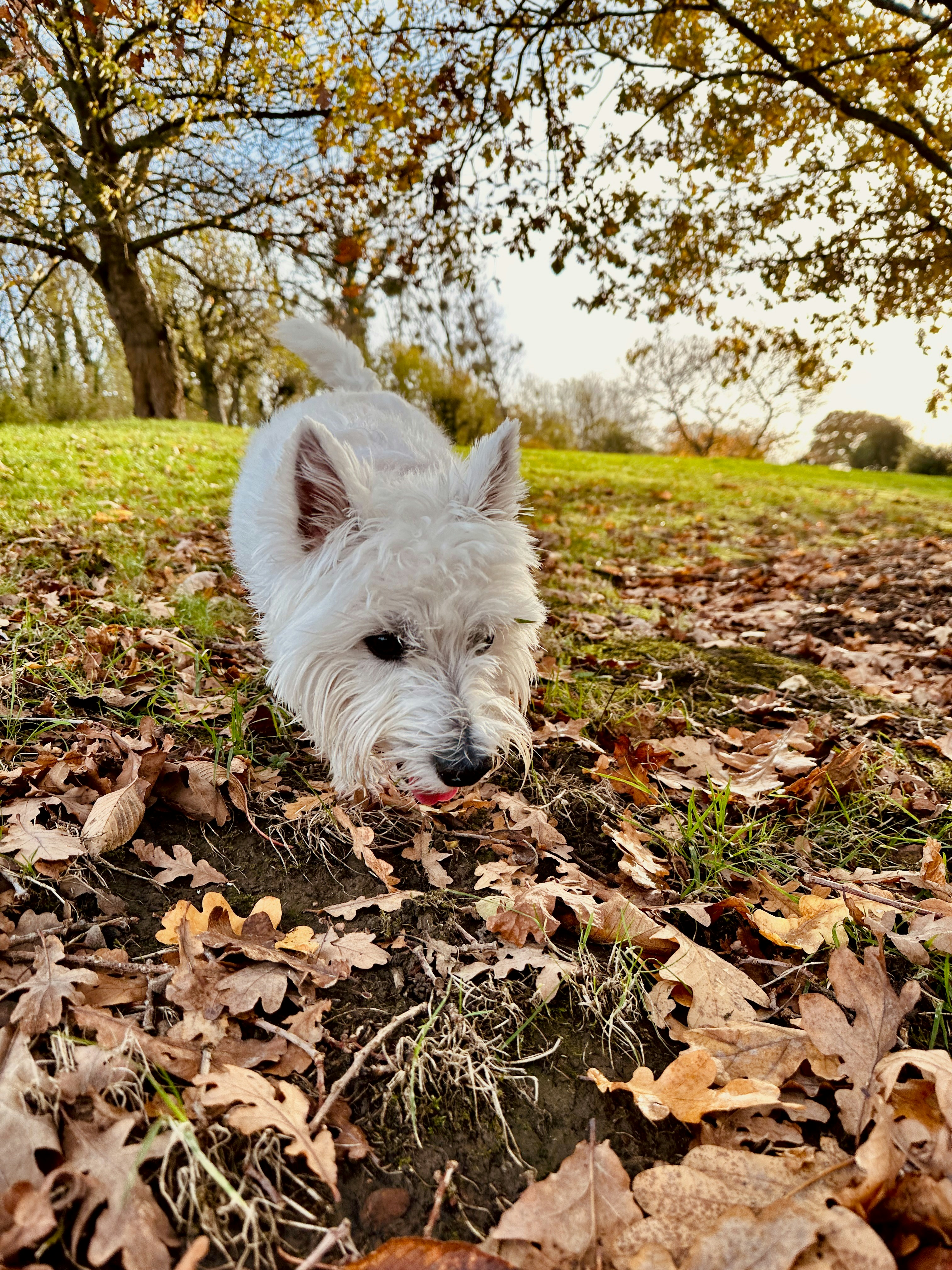 Autumn Leaf Explorer: A White Westie in a Sunlit Park