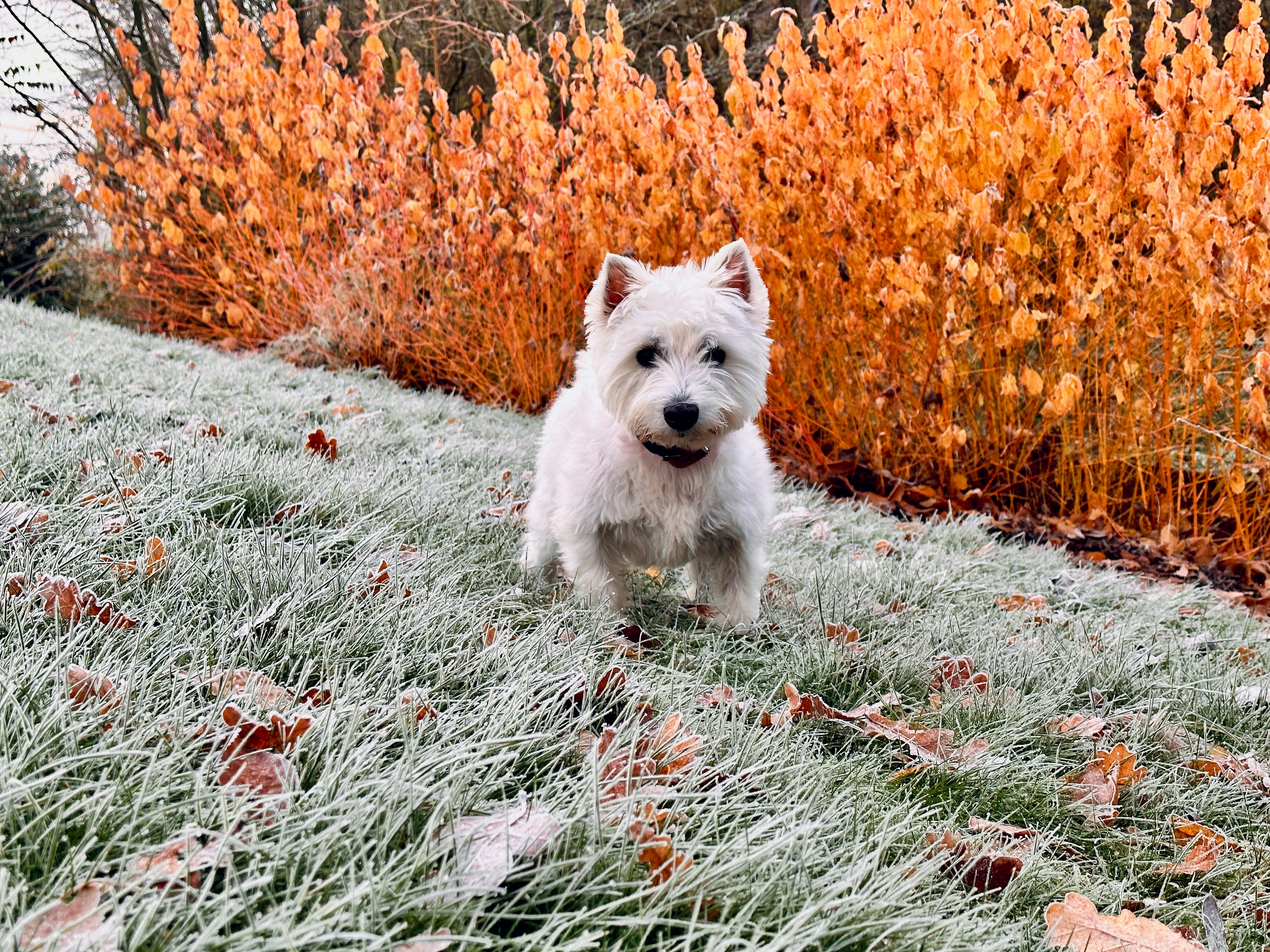 a small white dog standing on top of a grass covered field