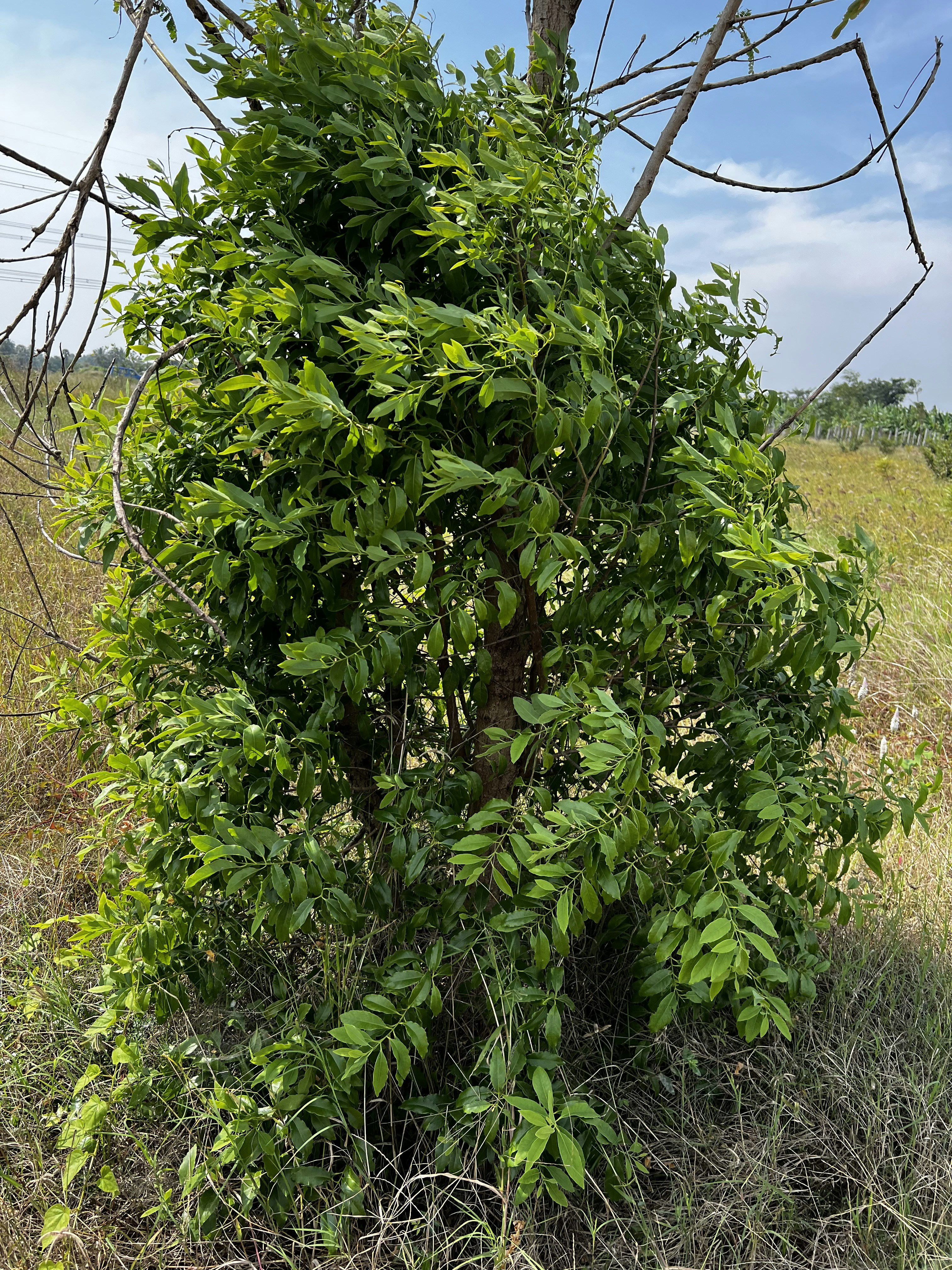 A bush with lots of green leaves in the middle of a field photo – Free ...