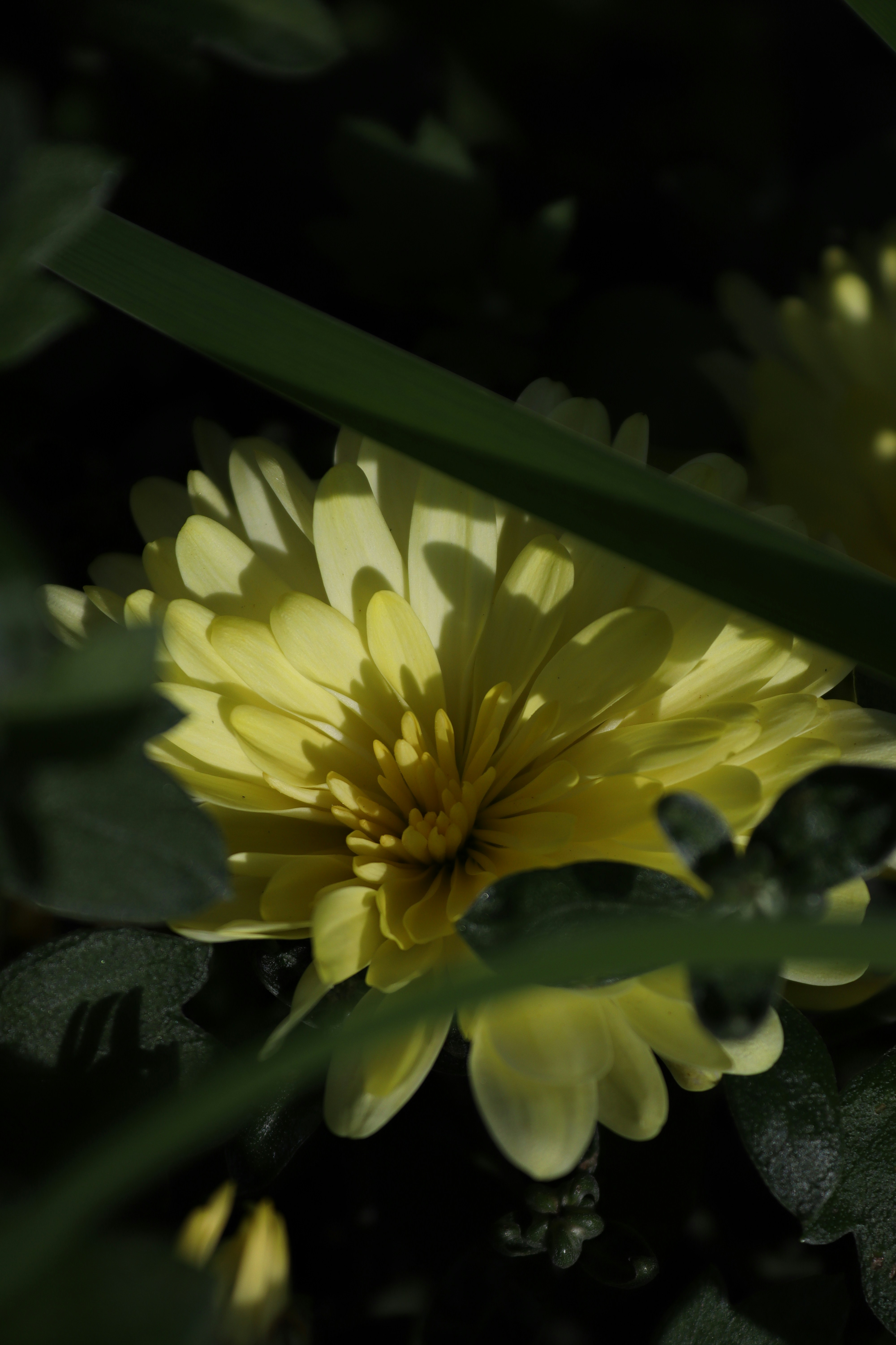 Sunlit Chrysanthemum Emerging from Shadowed Foliage