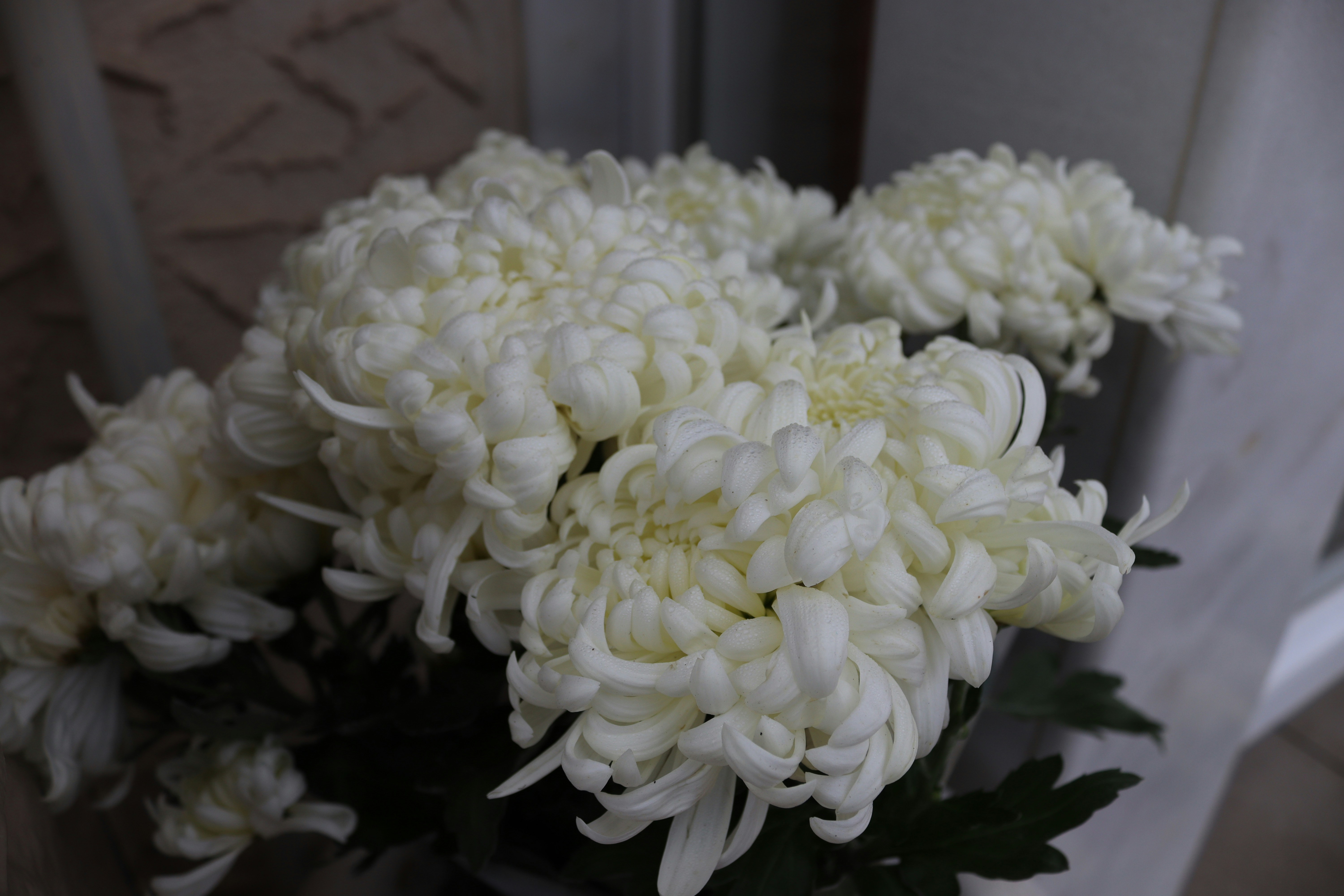 Chrysanthemum Sonata in Soft Windowlight