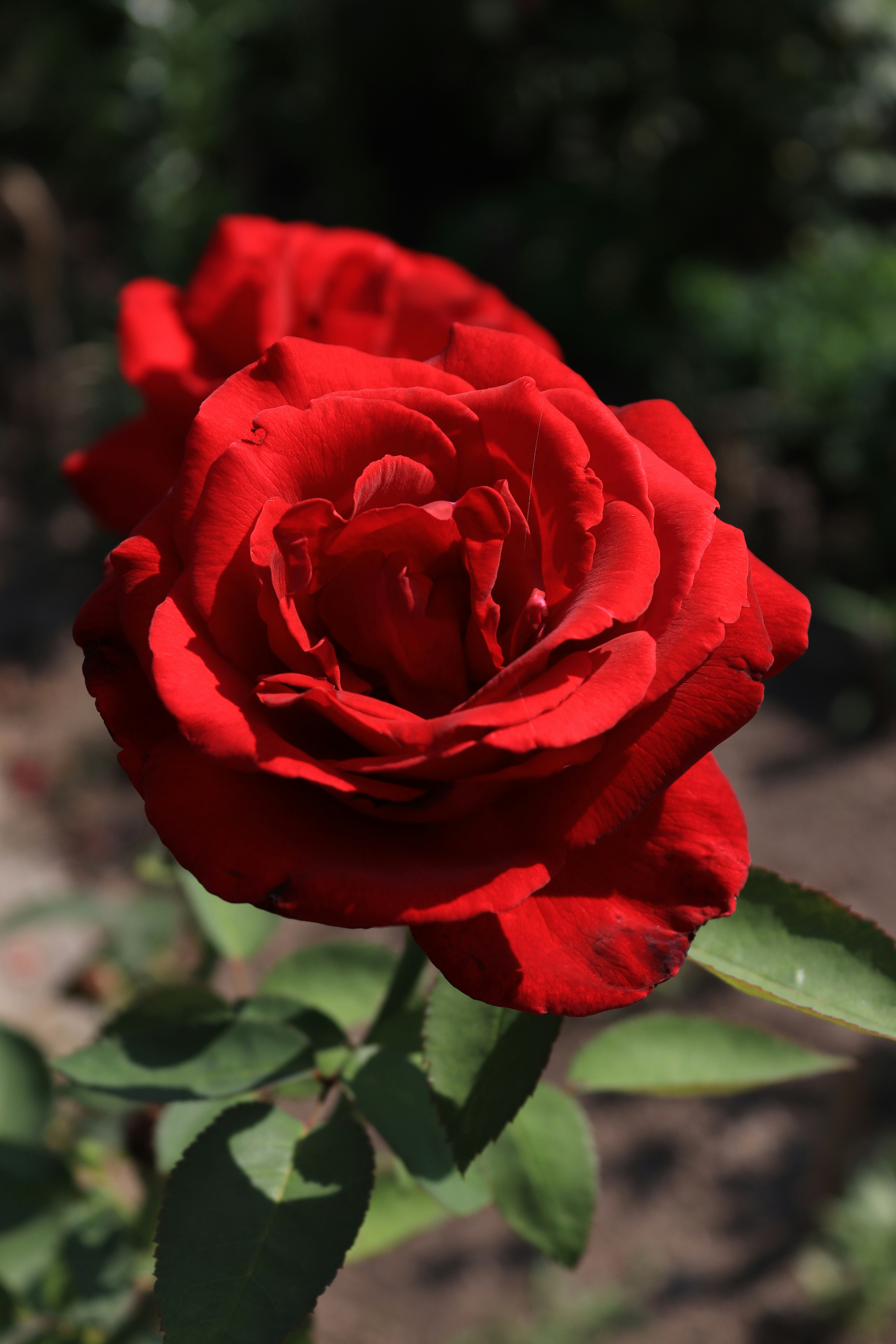 A red rose is blooming in a garden photo – Free Romania Image on Unsplash
