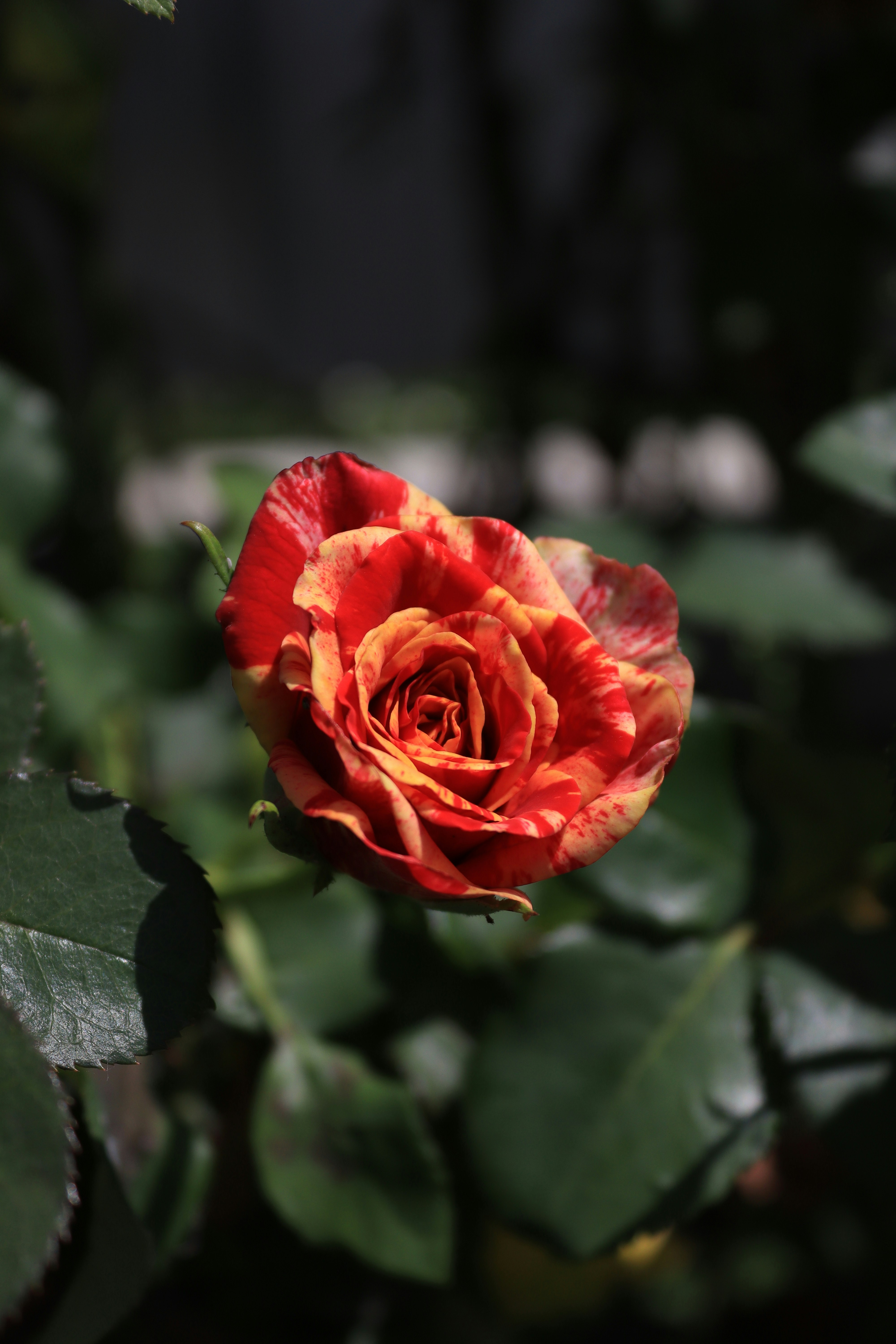 Crimson Spiral: sunlit close-up of a variegated rose
