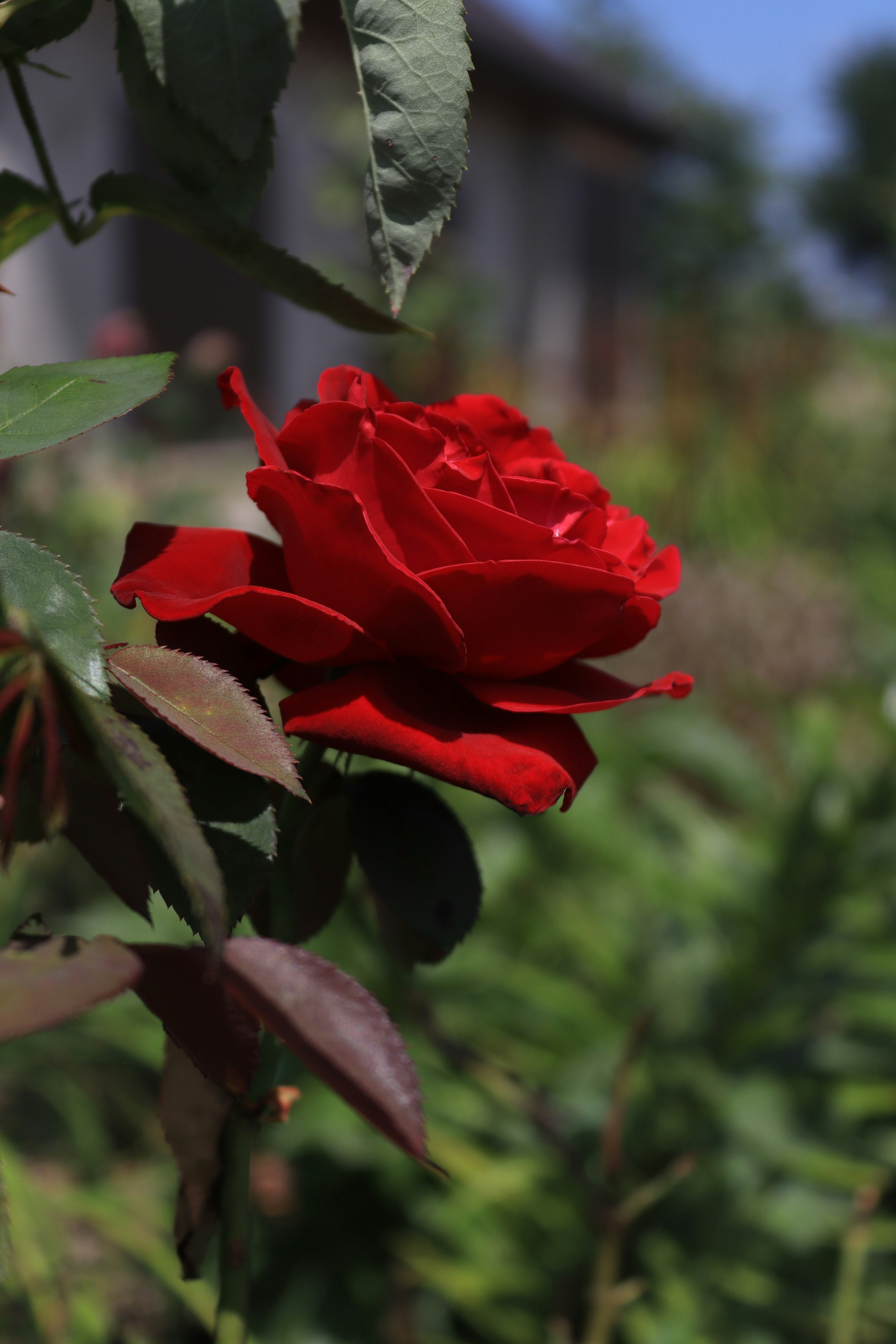 A red rose is blooming in a garden photo – Free Romania Image on Unsplash