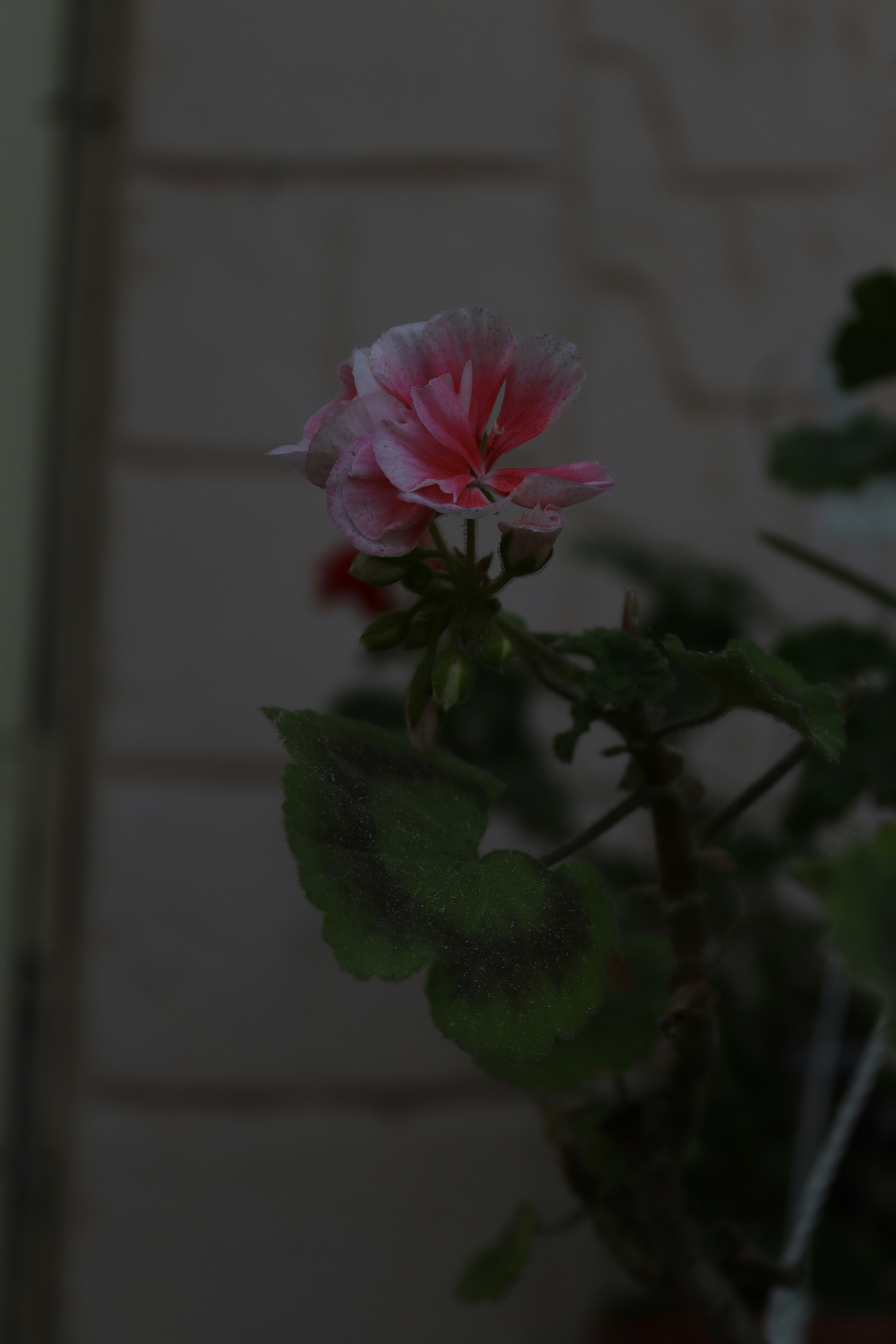 Dusky Pink Geranium: Close-Up on a Subtle Wall Backdrop