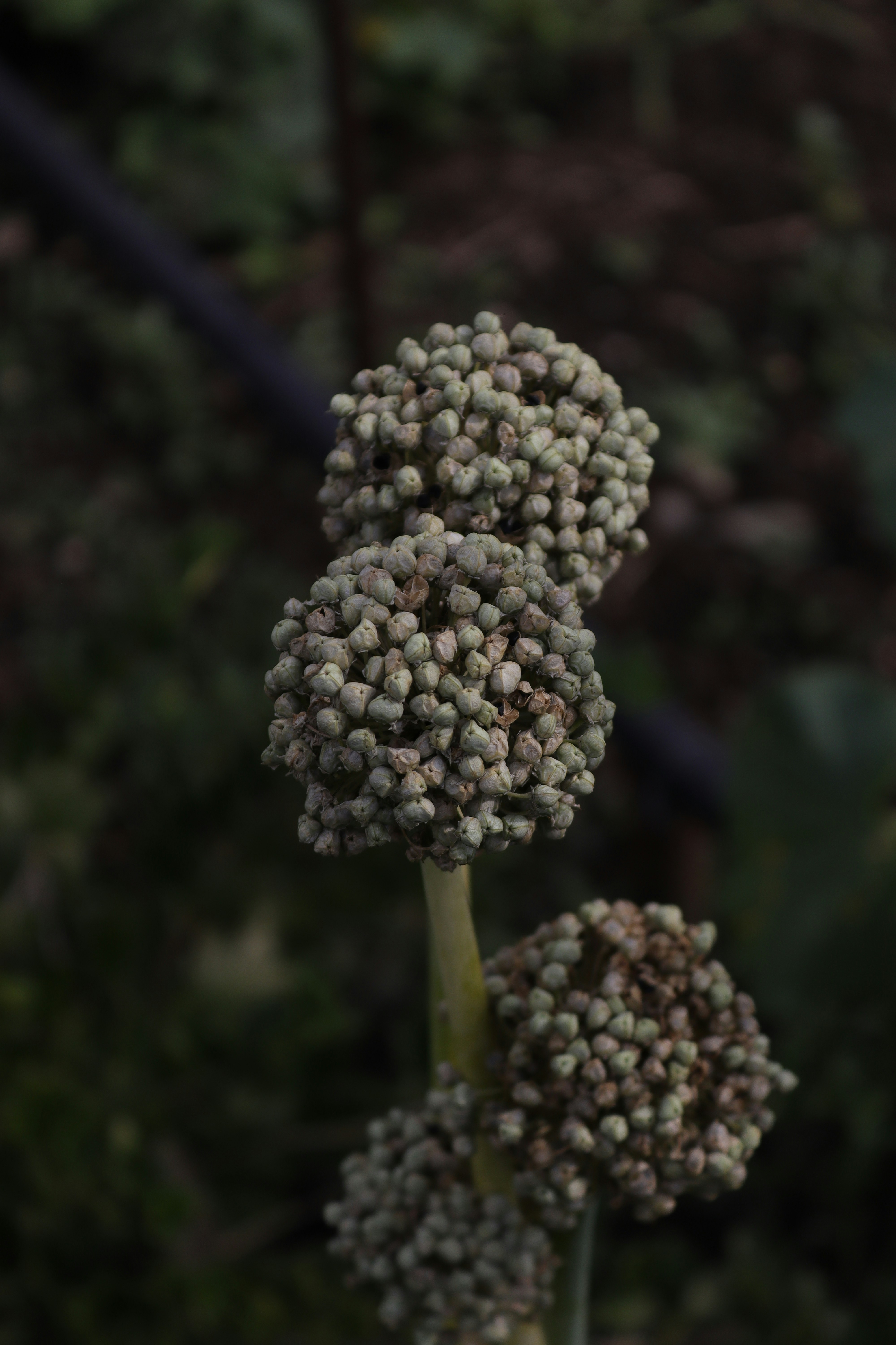 A closer look at an onion seed which is growing in a local garden