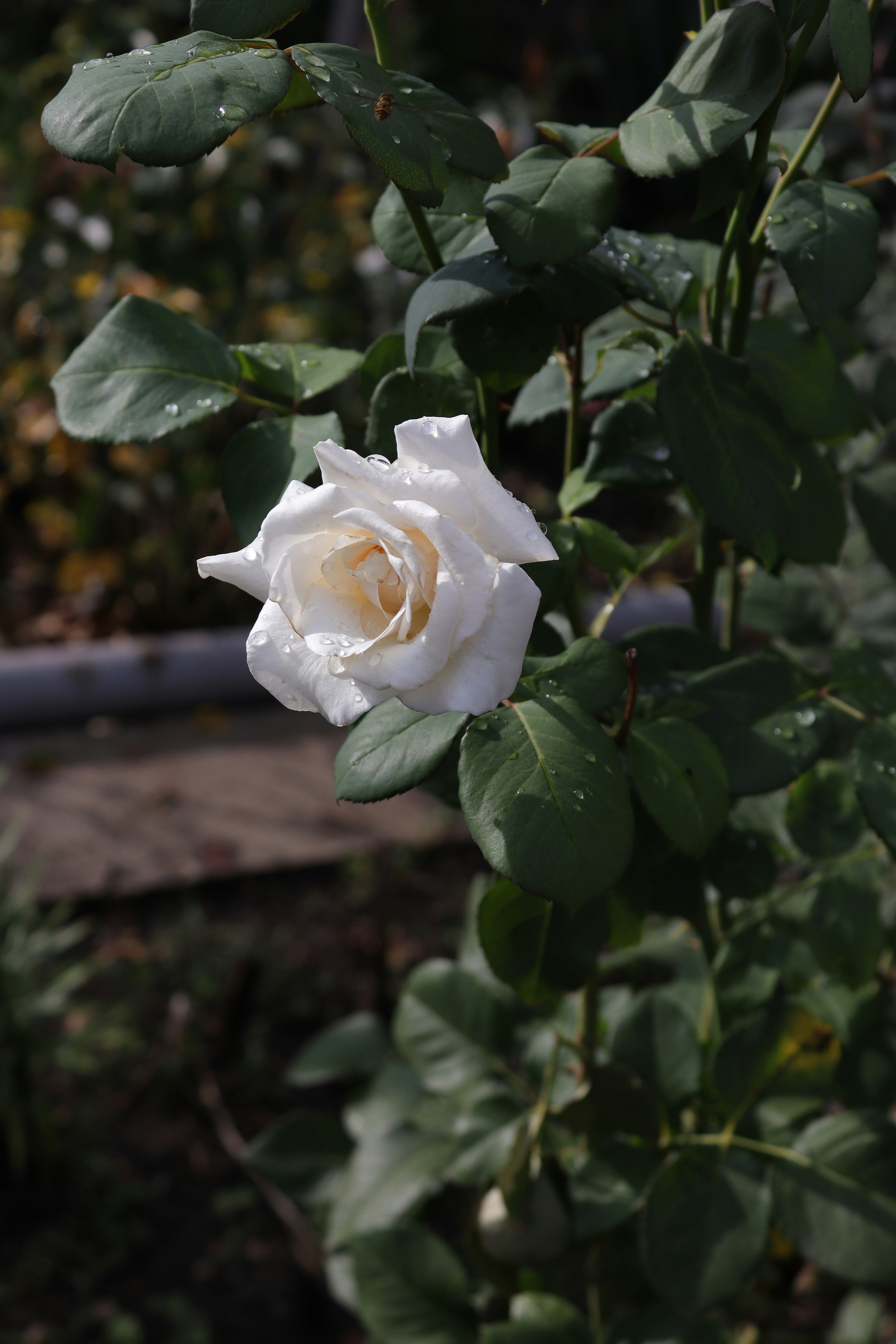A white rose with green leaves in a garden photo – Free Romania Image ...