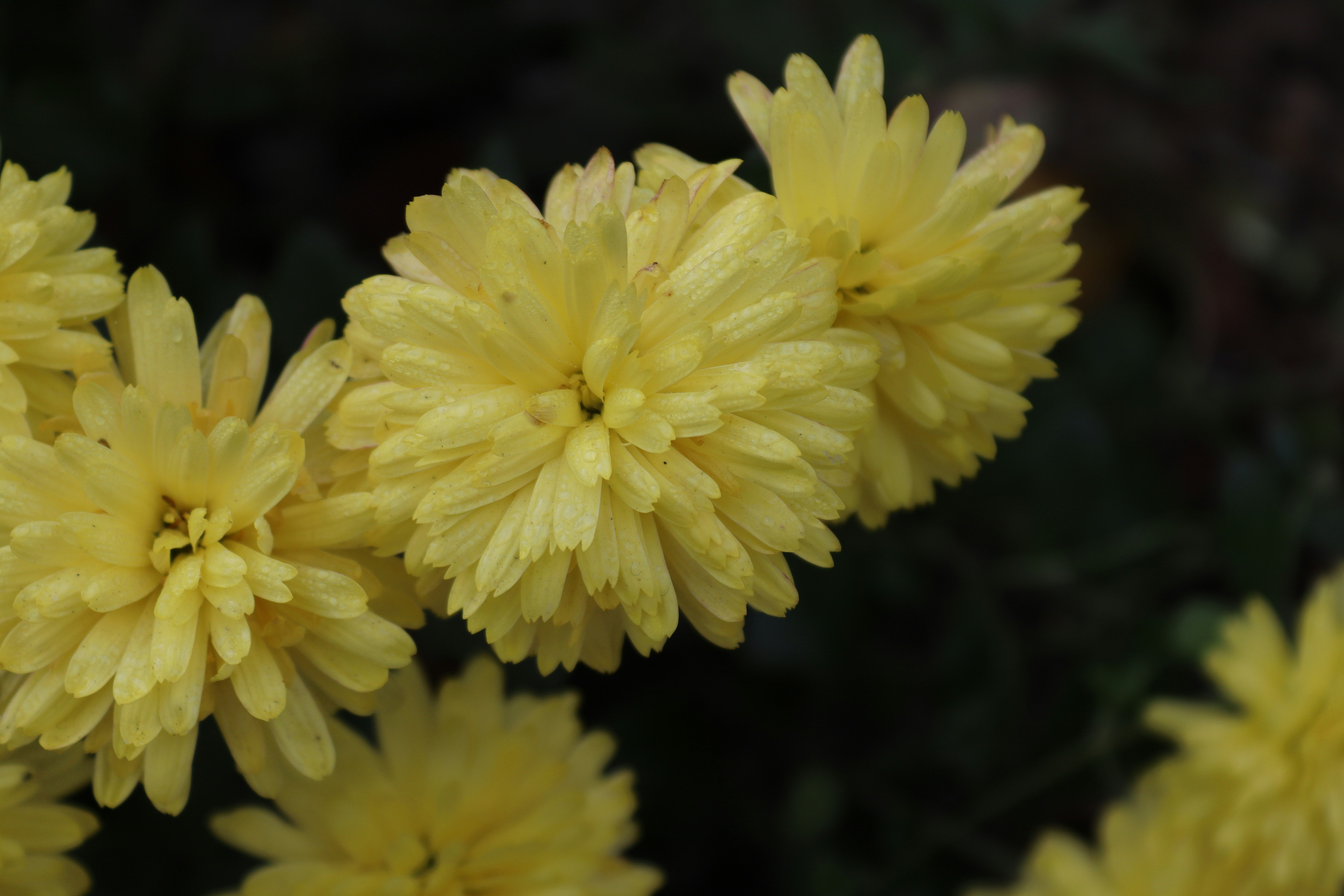 A close up of a bunch of yellow flowers photo – Free Romania Image on ...