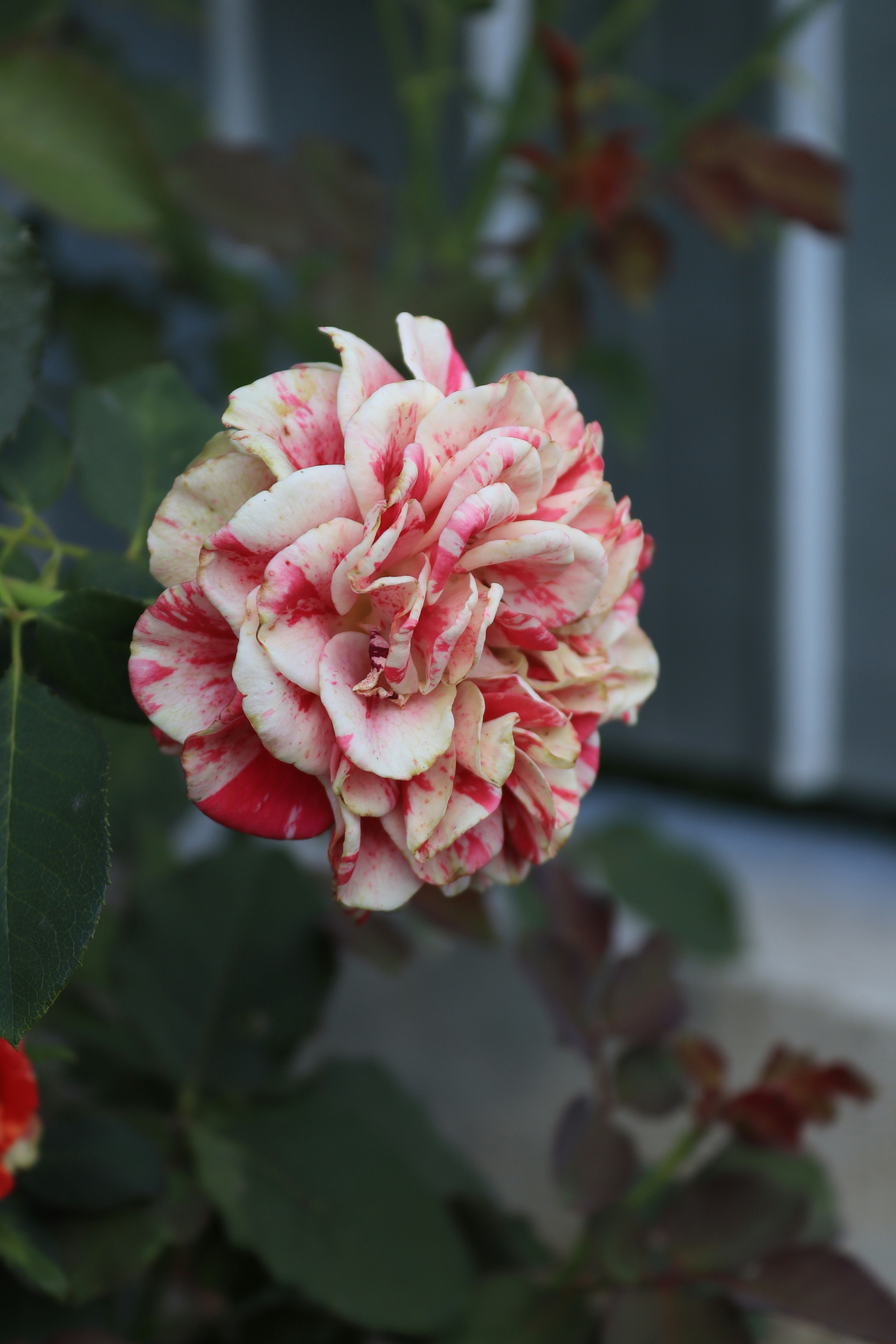 A garden rose surprised after a rainy day