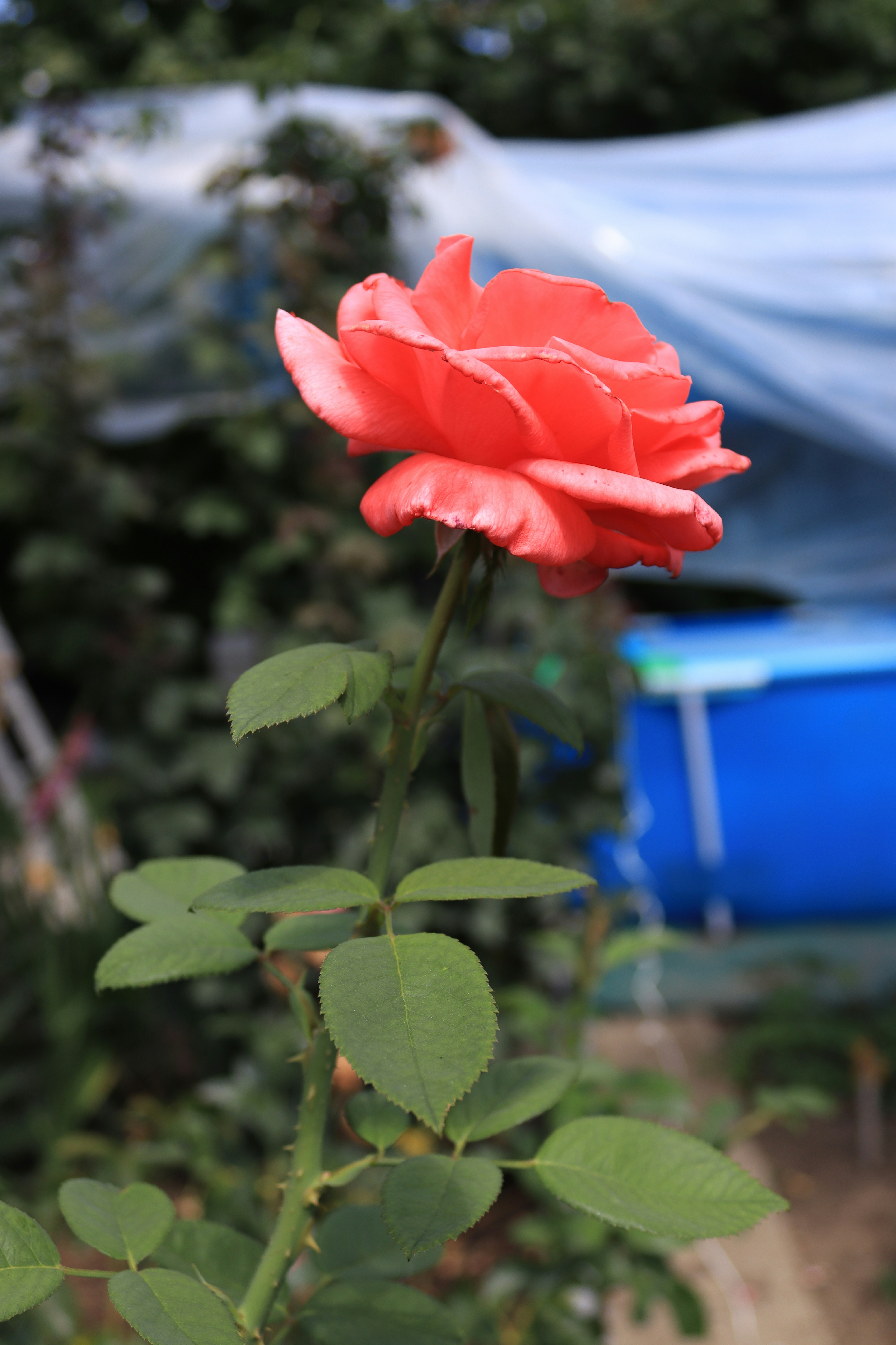 A single red rose is in a garden photo – Free Romania Image on Unsplash