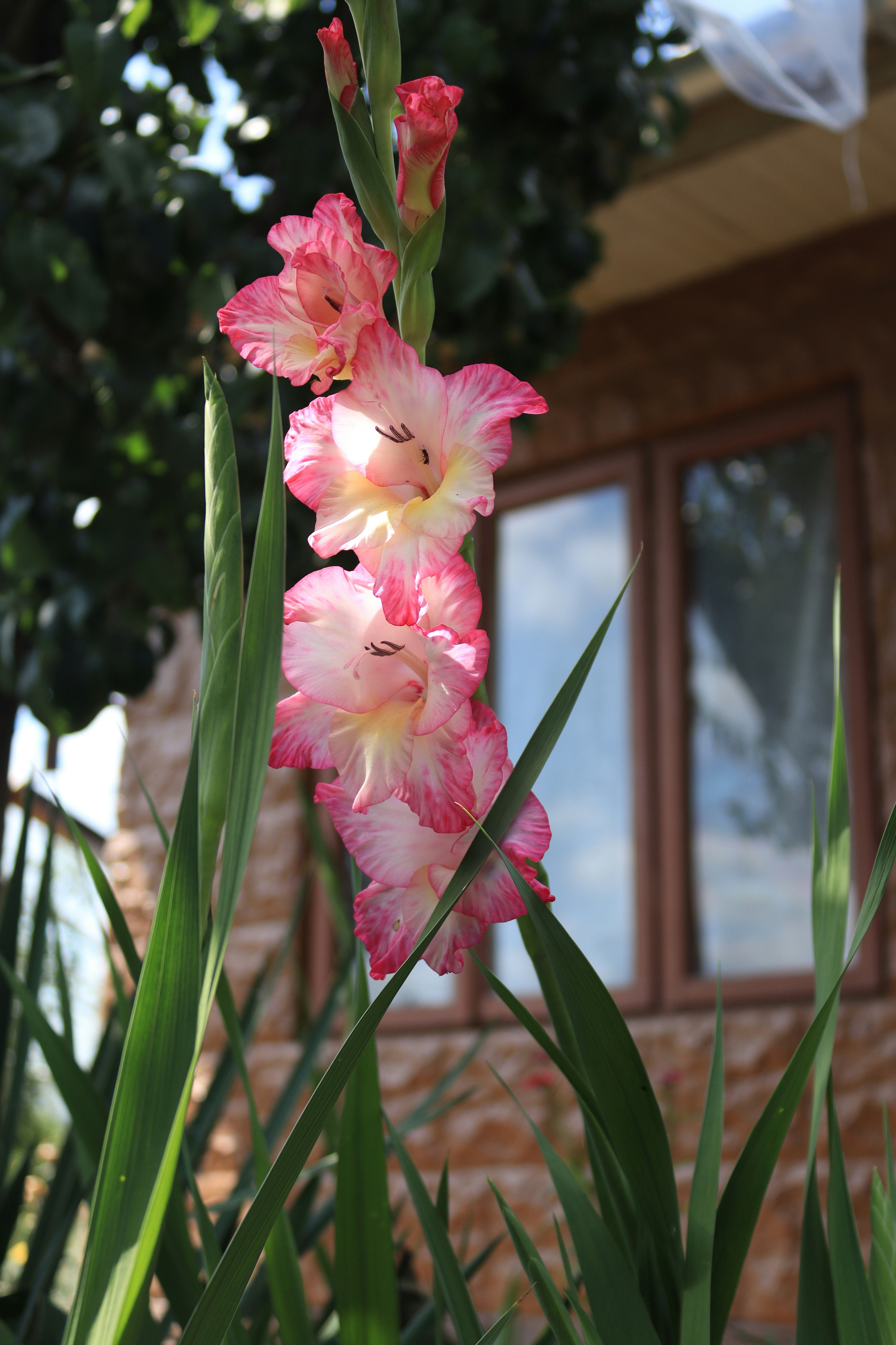 A Gladiolus flower surpised in a garden