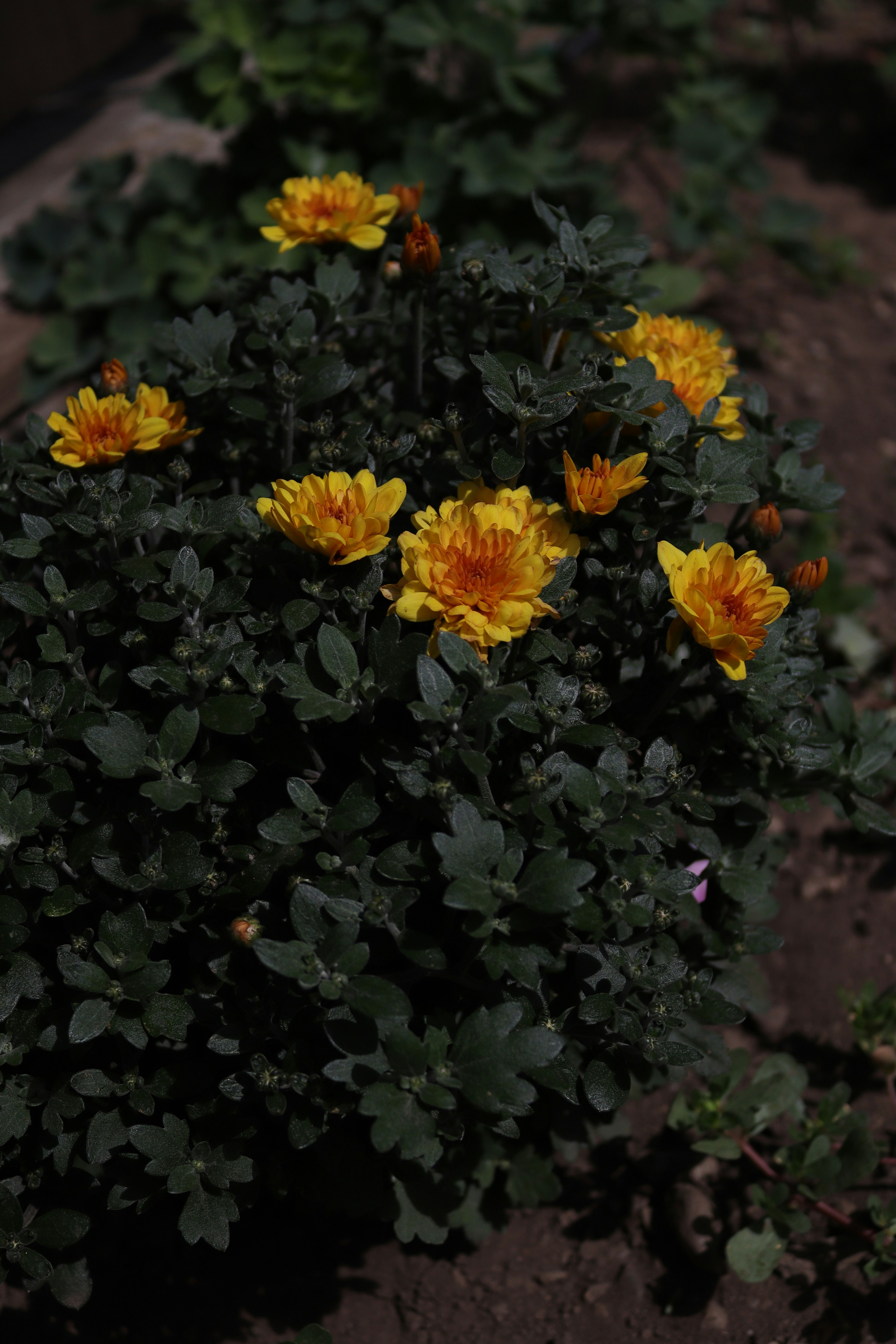 A bunch of yellow flowers growing in a garden photo – Free Romania ...