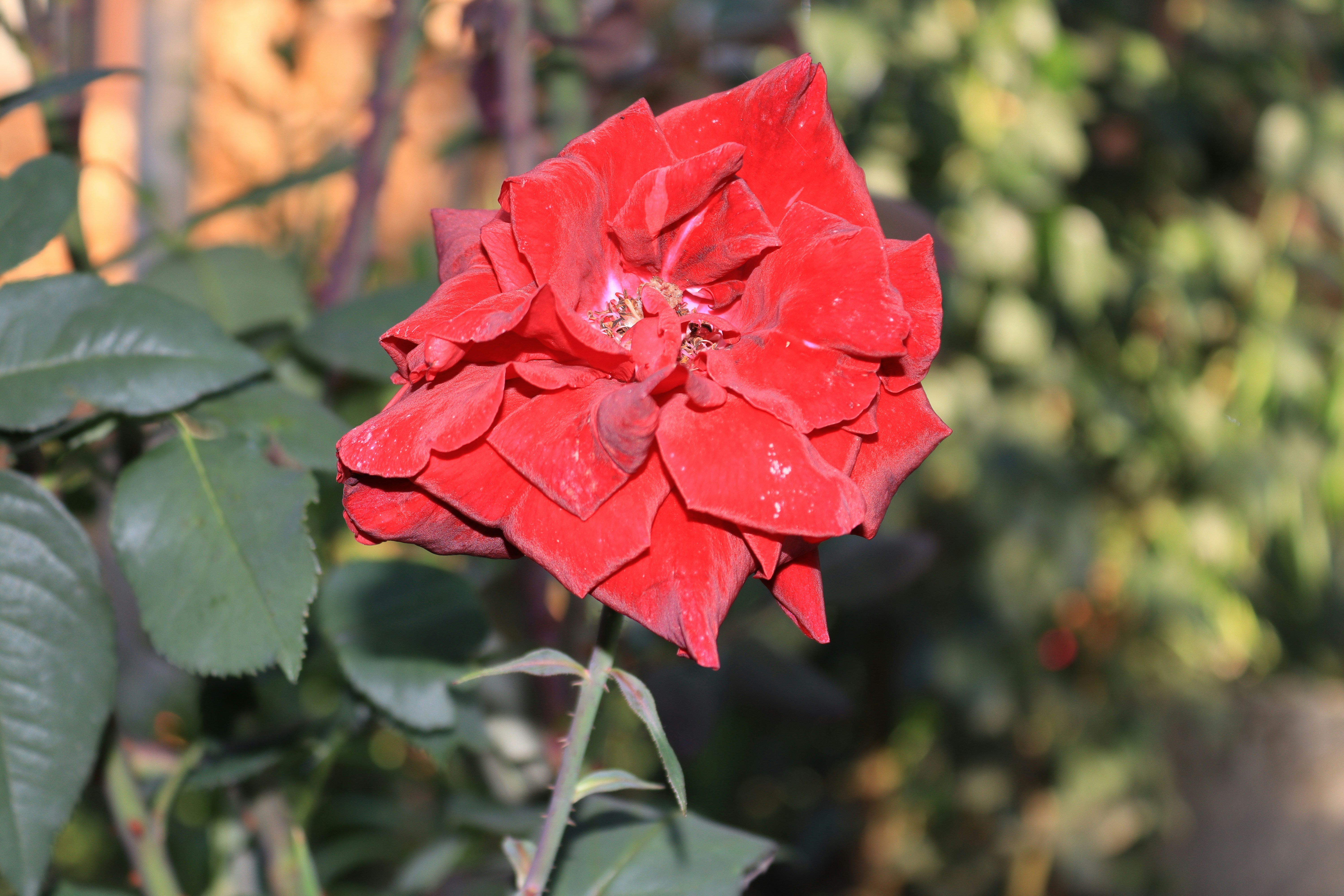 The details that are on the petals of a red rose