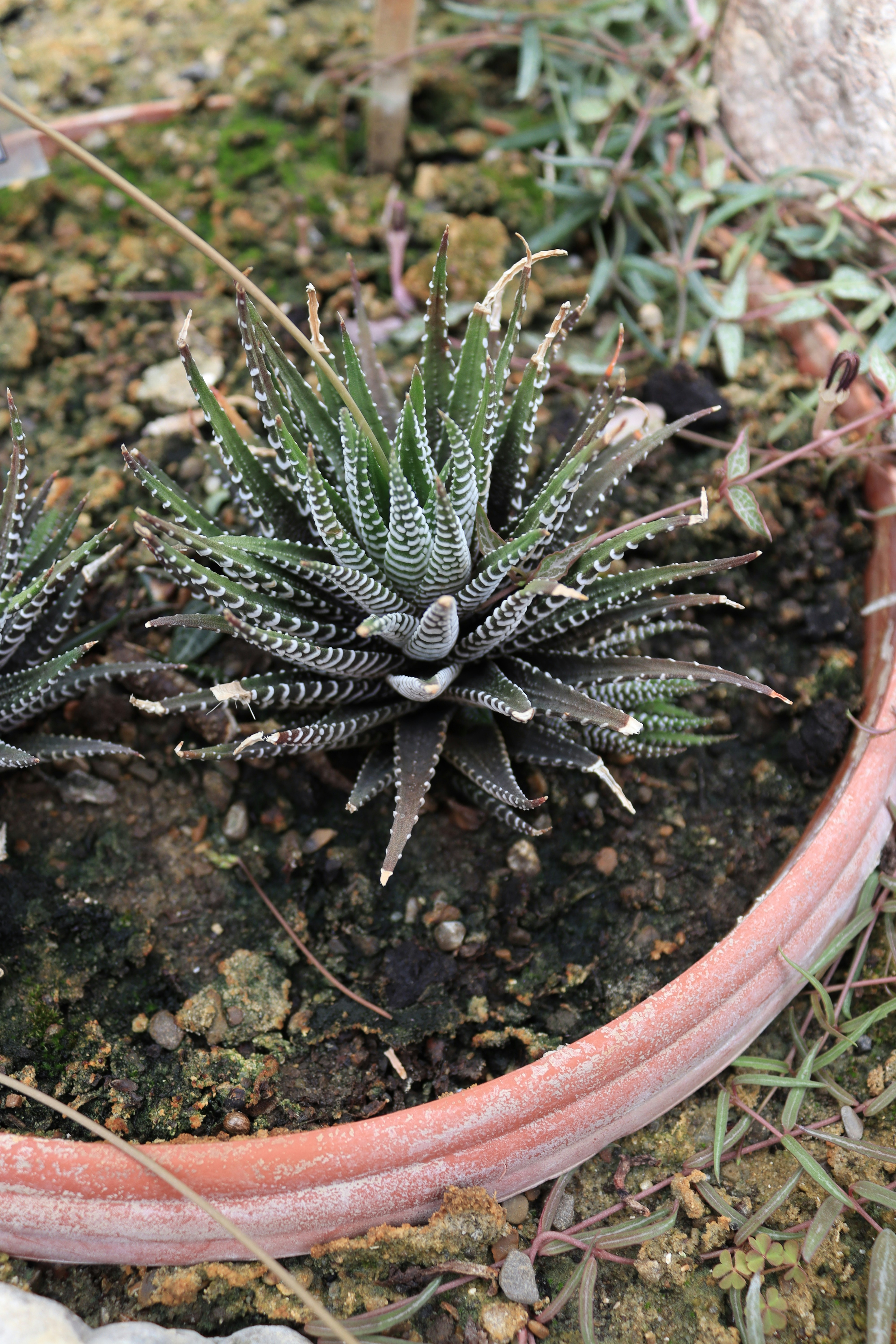 Zebra Haworthia Crown in a Weathered Terracotta Pot