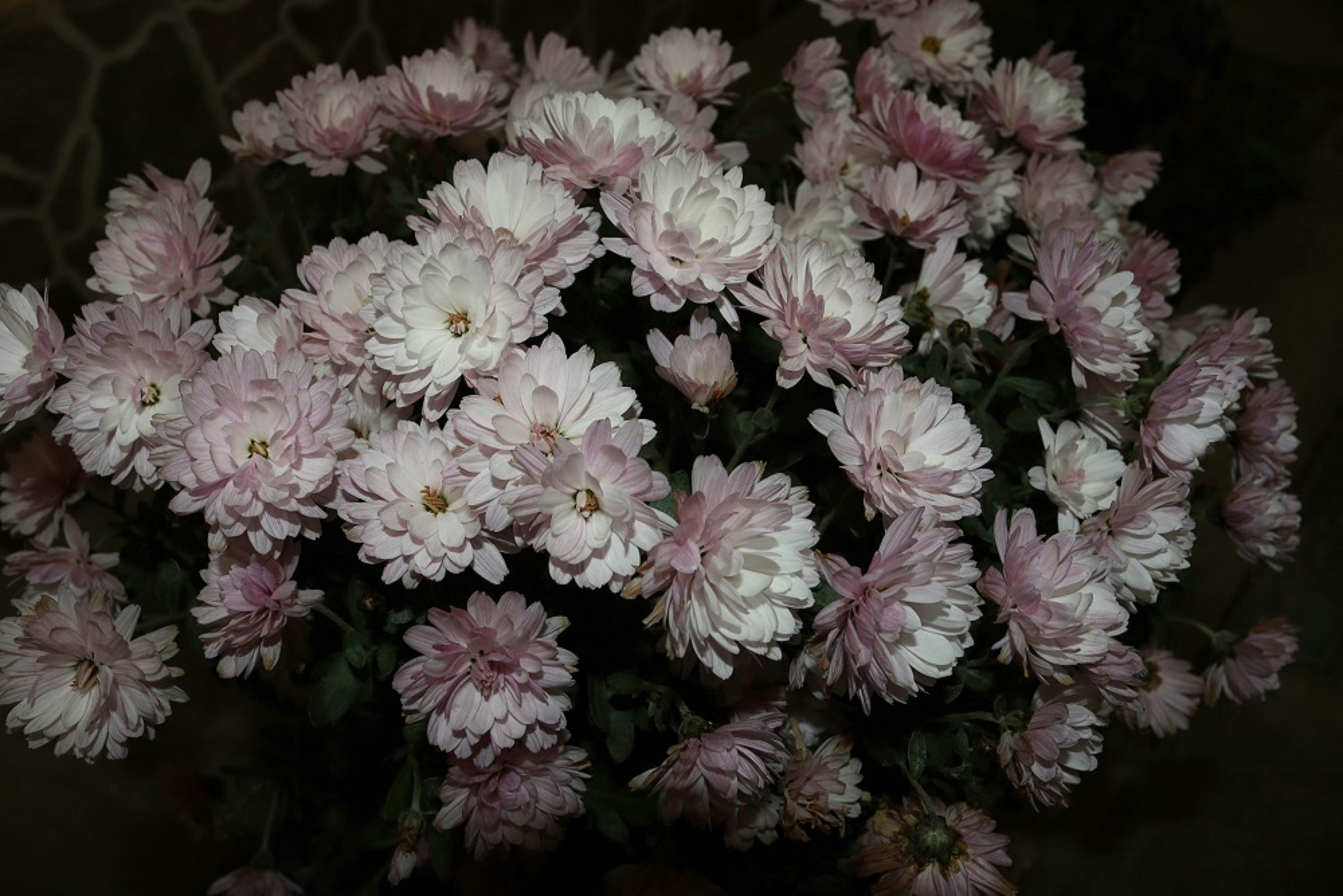 Bouquet of Chrysanthemums photographed during the night to highlight the general aspects