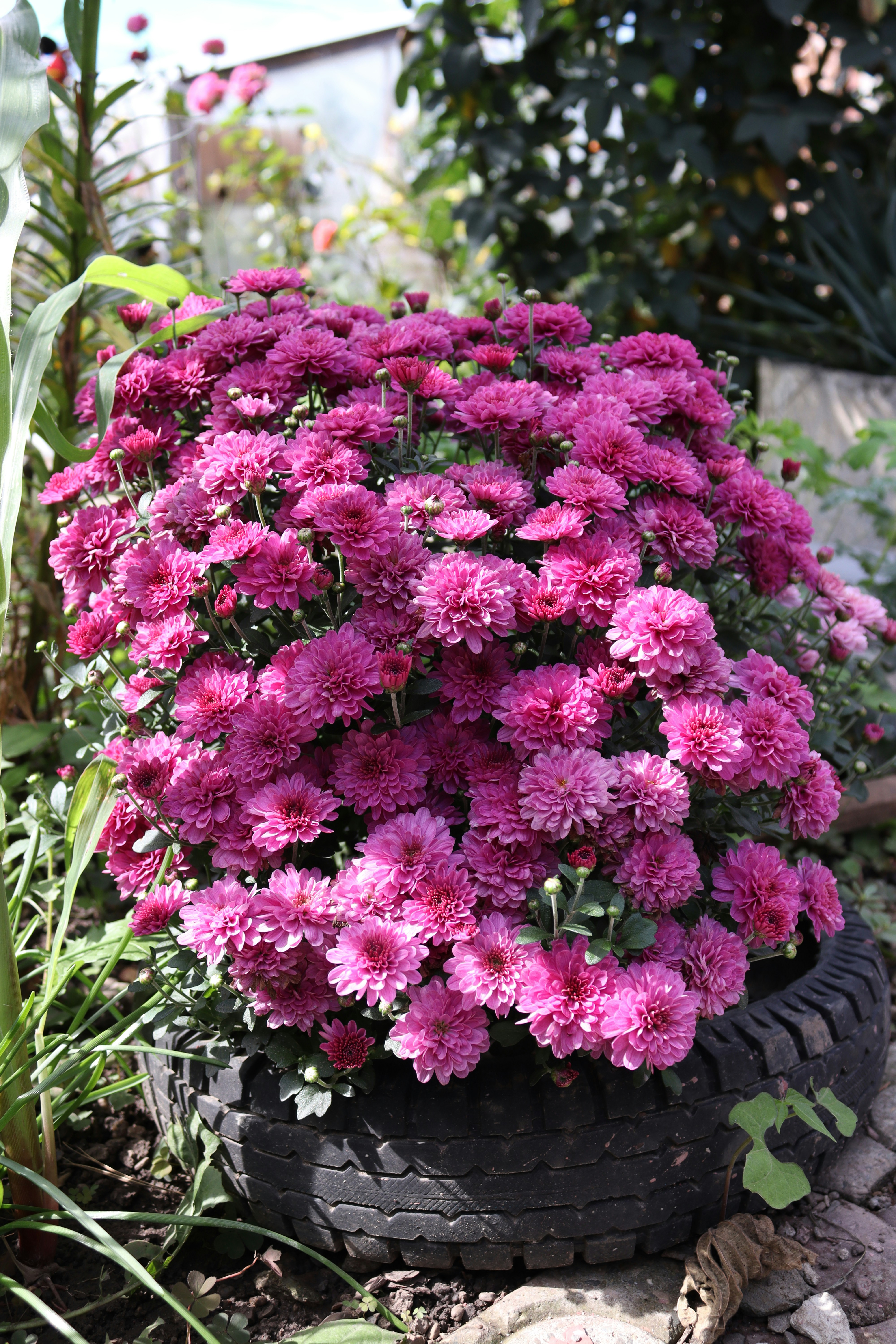 Crimson Pompon Garden: Pink Chrysanthemums in a Tire Planter