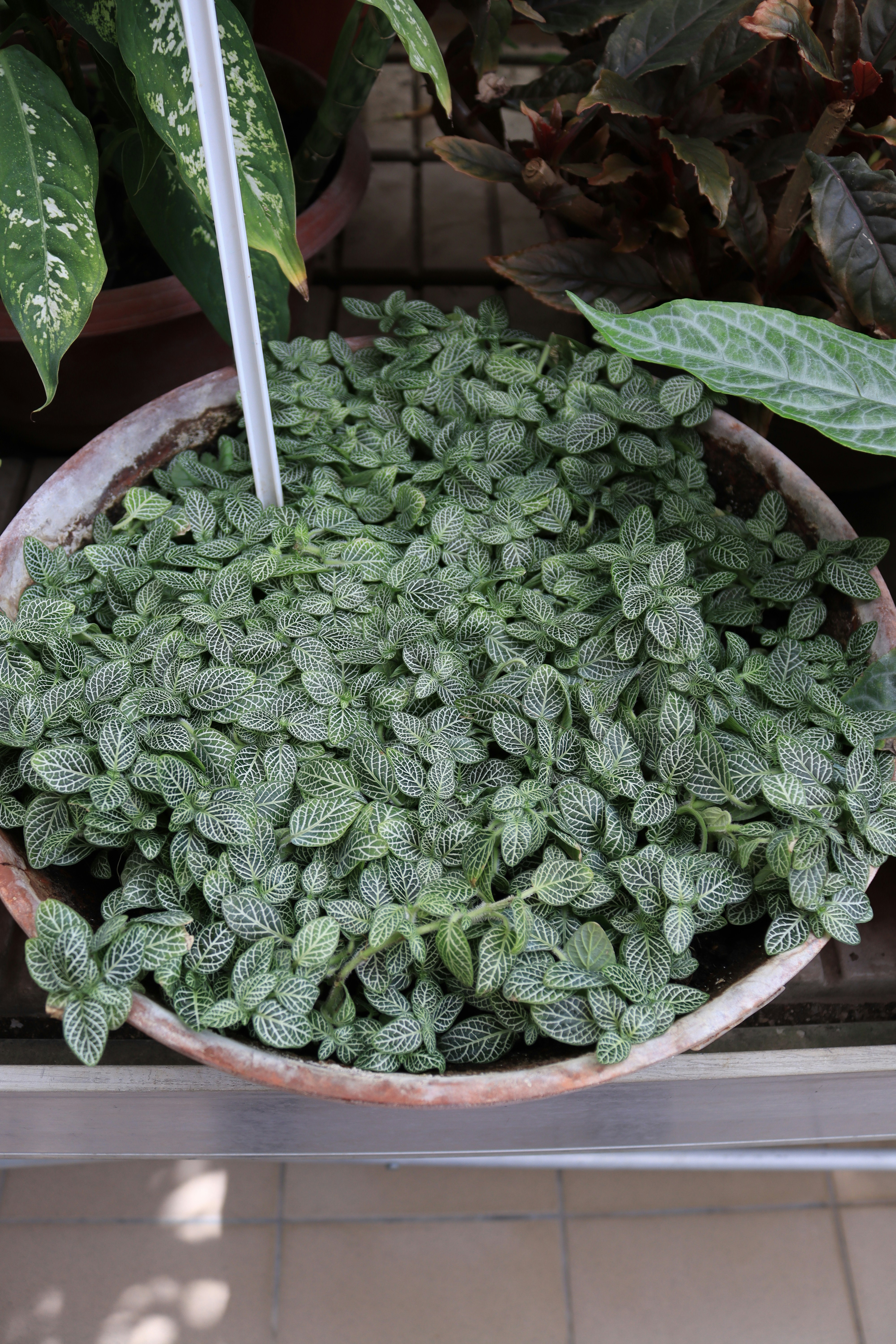 Terracotta Carpet: A Quiet Quilt of Veined Leaves