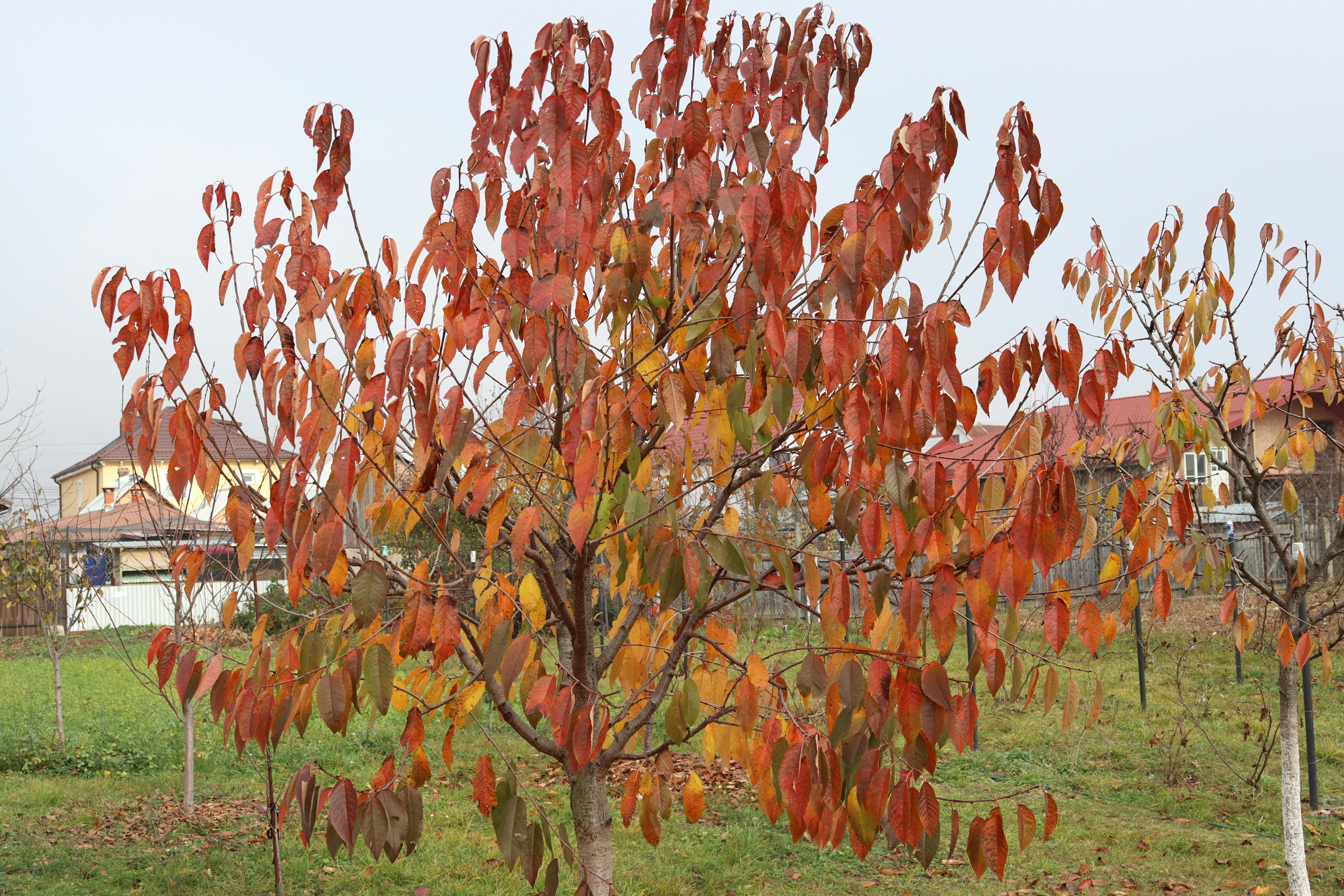 A small tree with red leaves in a field photo – Free Outdoors Image on ...