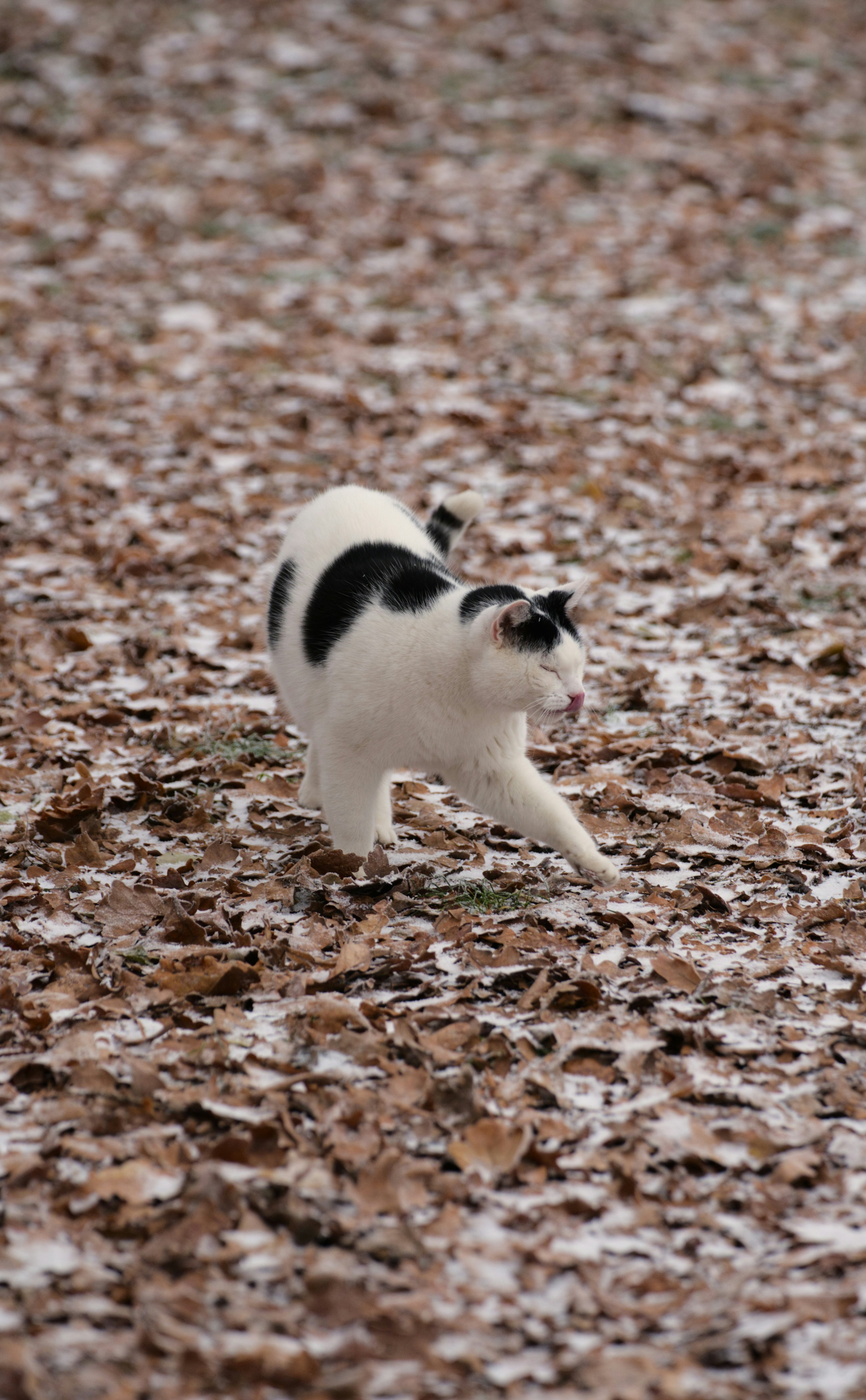 a black and white cat walking across a leaf covered field