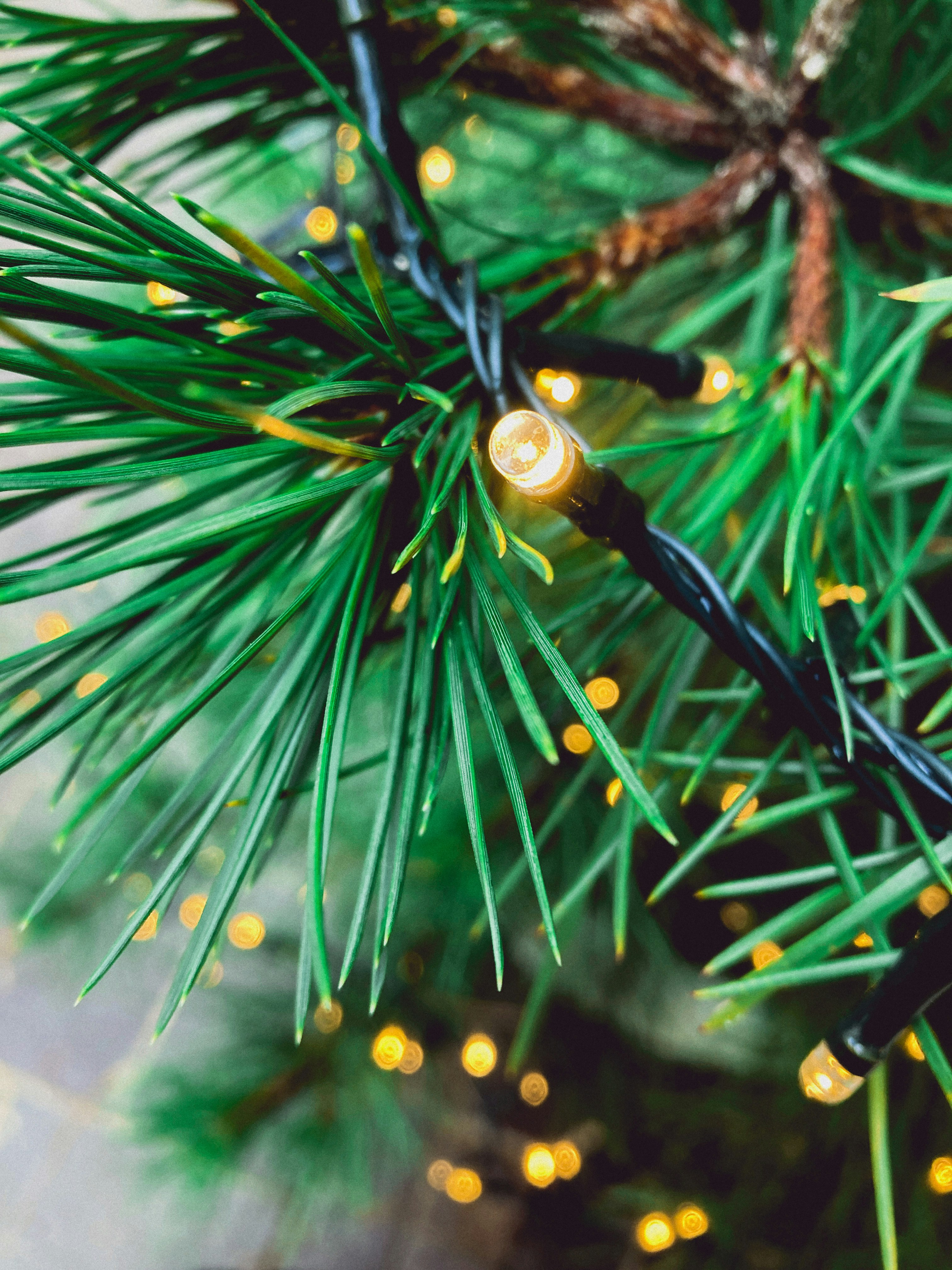Glow Among the Pines: A Macro Moment of Green and Warm Light