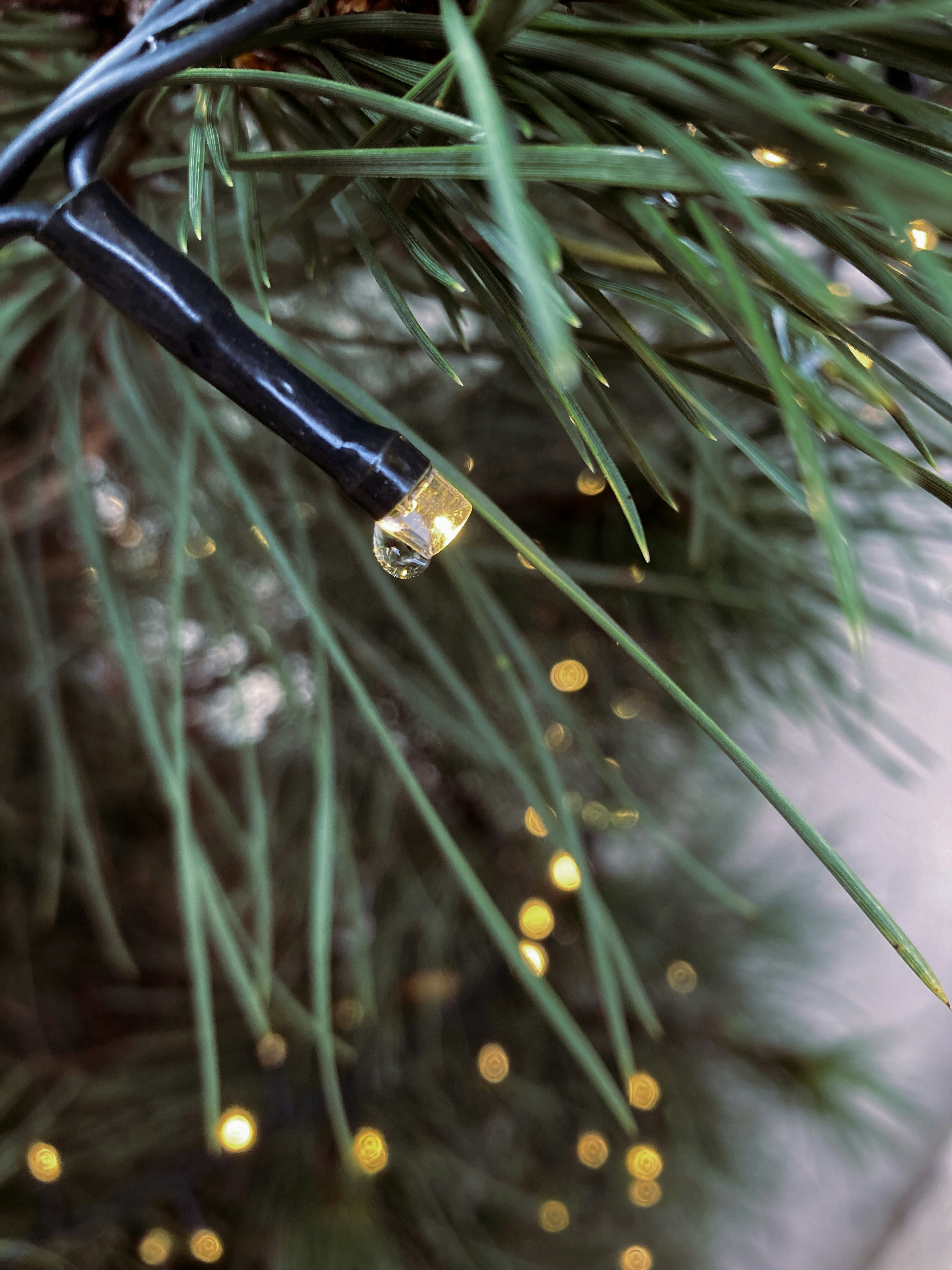 Glint of Gold: A Water Droplet Grips a Pine Light