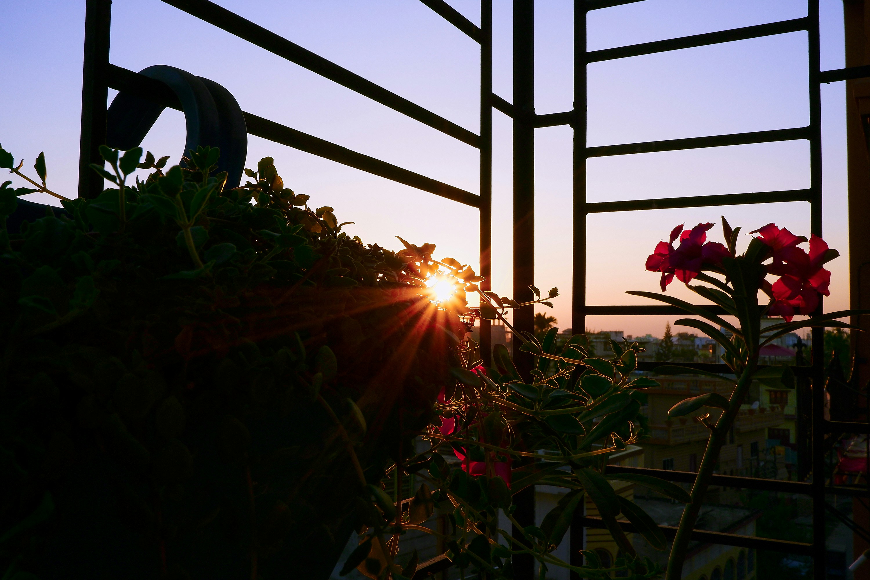 Sunburst Through a Garden Railing: Blooms and Twilight Silhouette