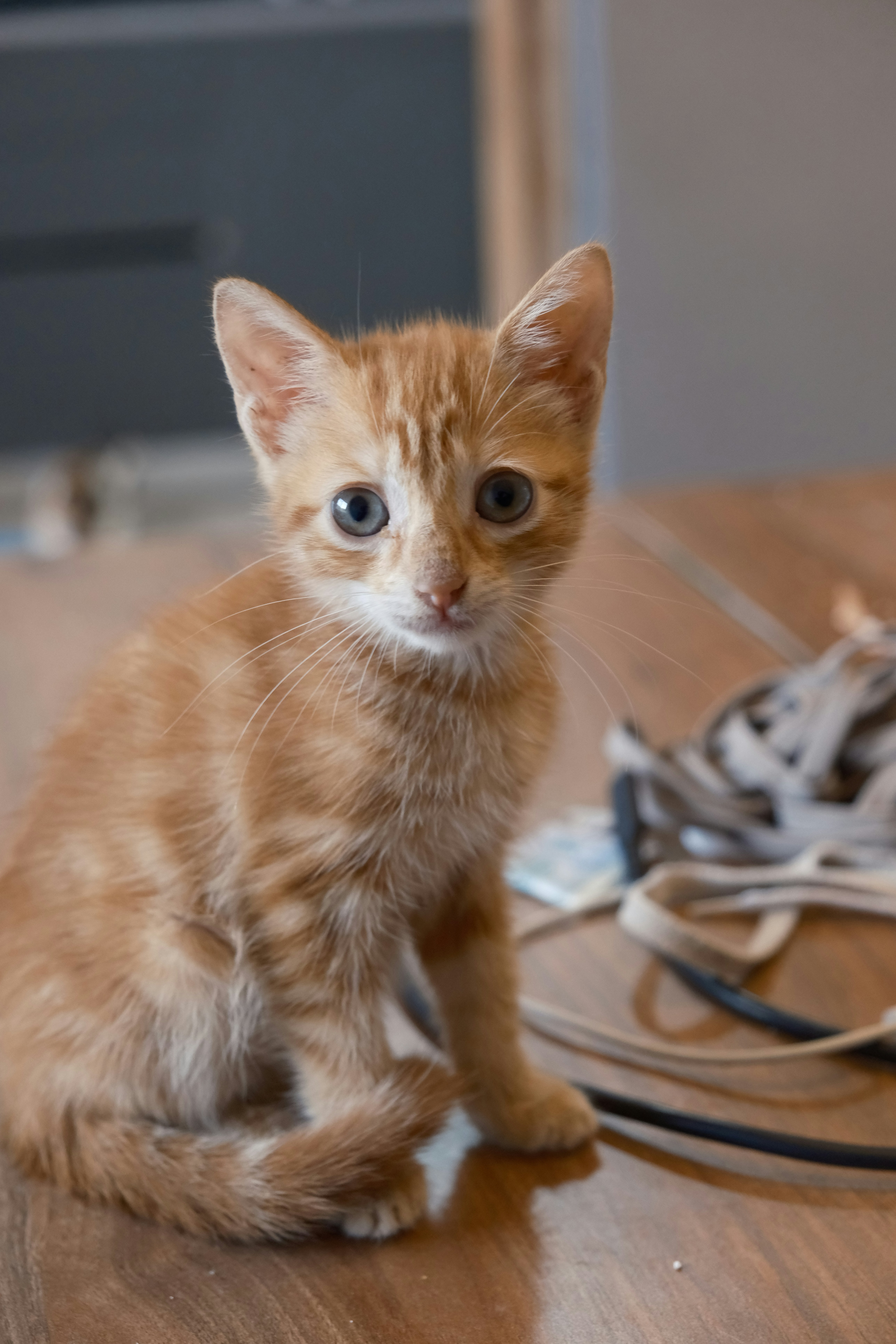 Curious Orange Kitten on a Wooden Stage