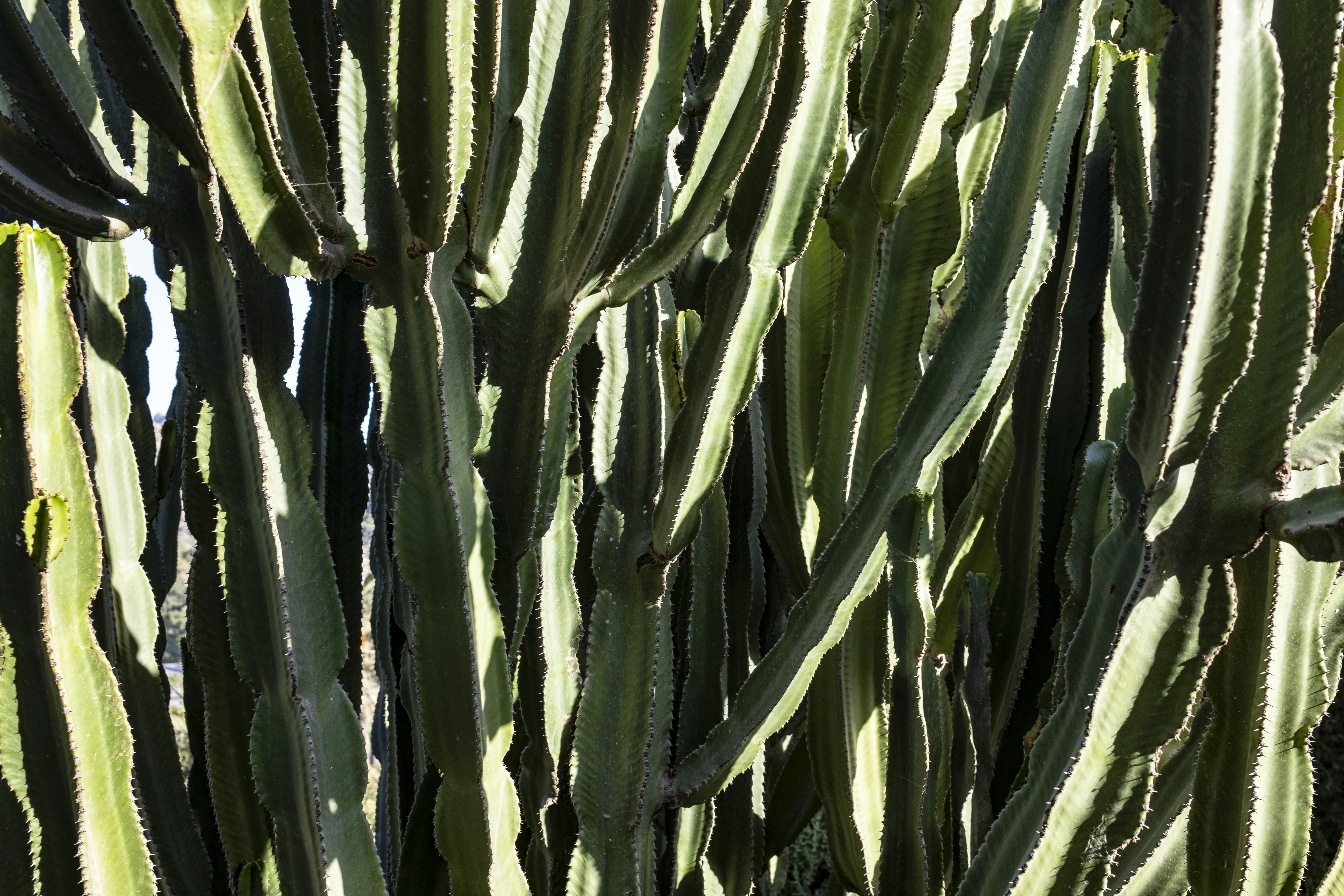Sunlit Spines: a close-up of ribbed cactus columns