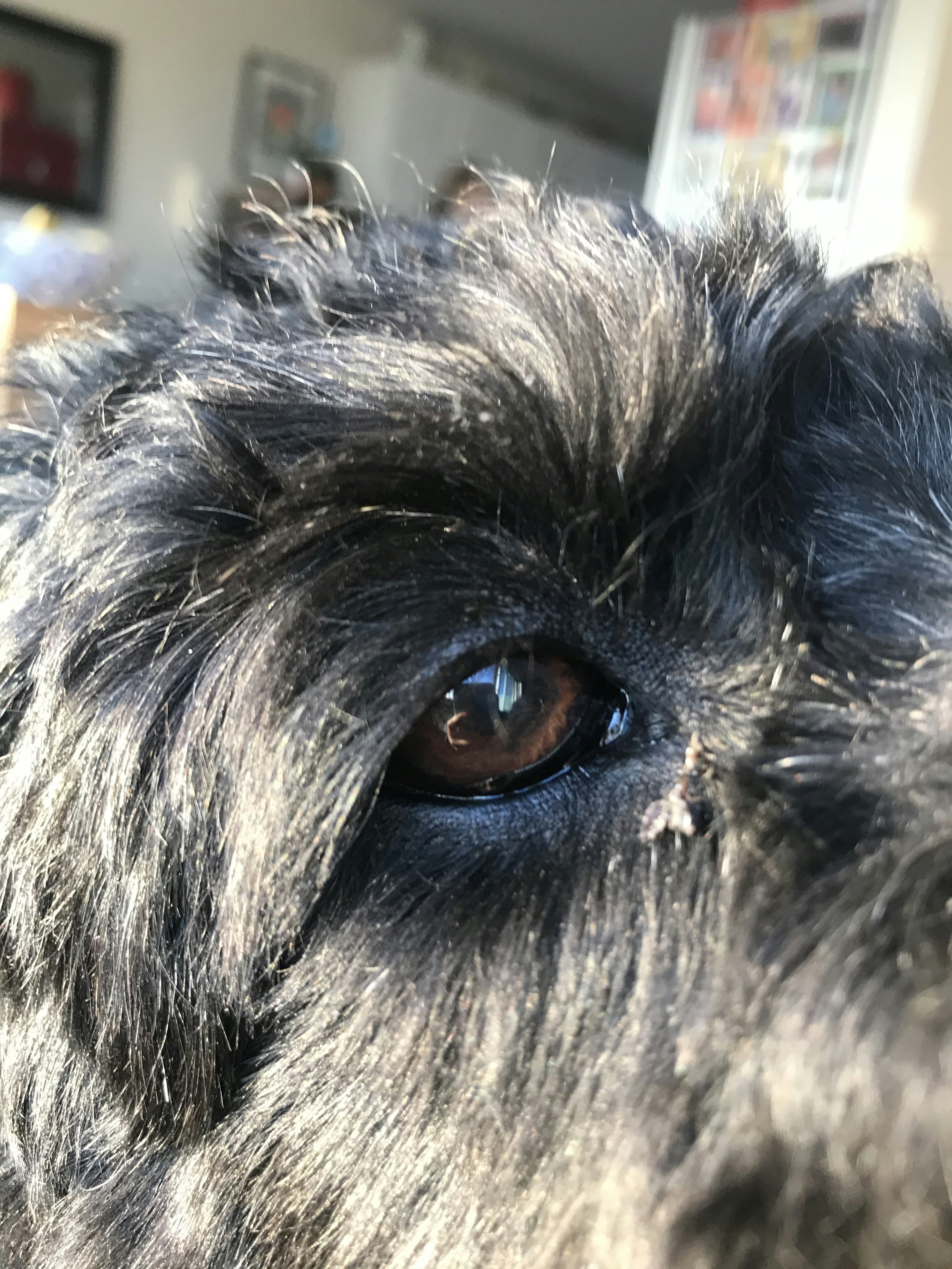 Glimmer in the Gaze: A Close-Up of Velvet Fur and a Dog's Eye