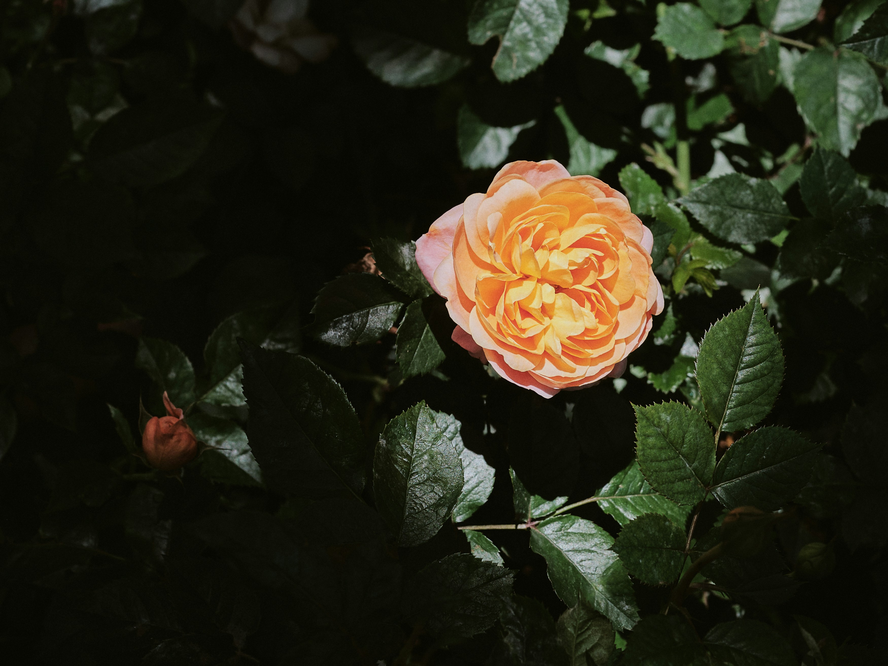 Spotlit Peach Rose Against Velvet Green