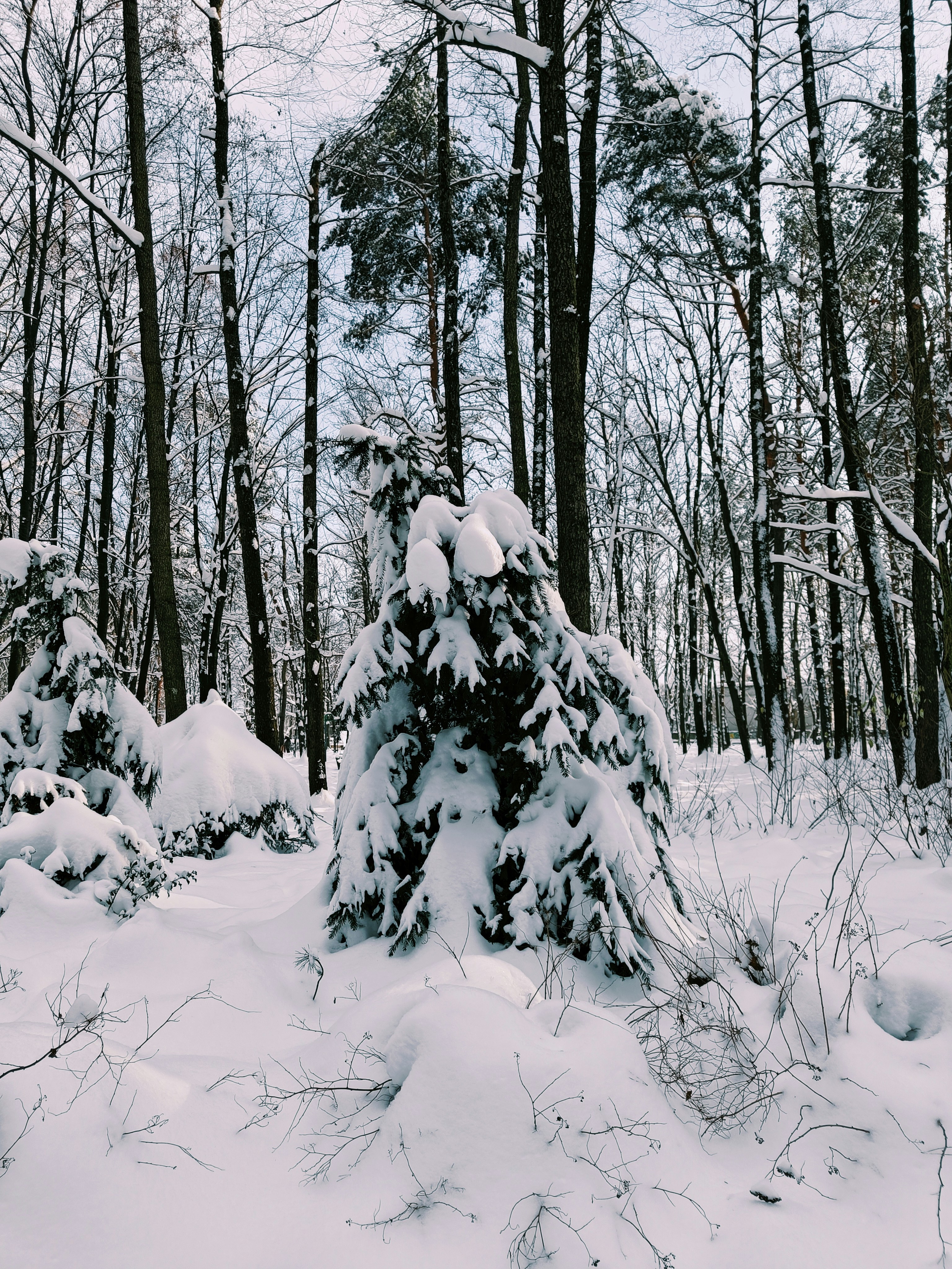 A group of trees covered in snow in a forest photo – Free Katowice ...