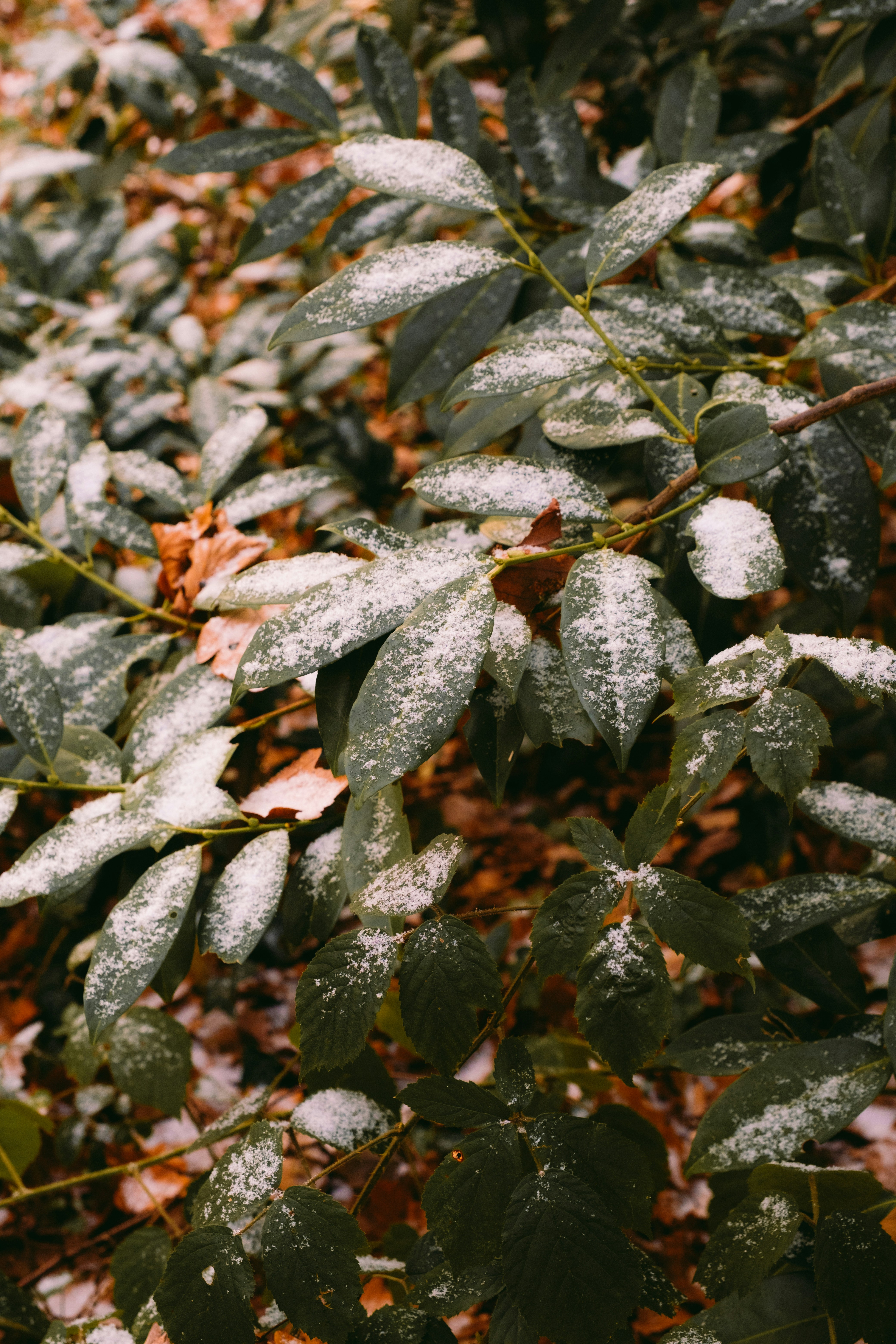 A leaf covered bush with snow on it photo – Free Weather Image on Unsplash