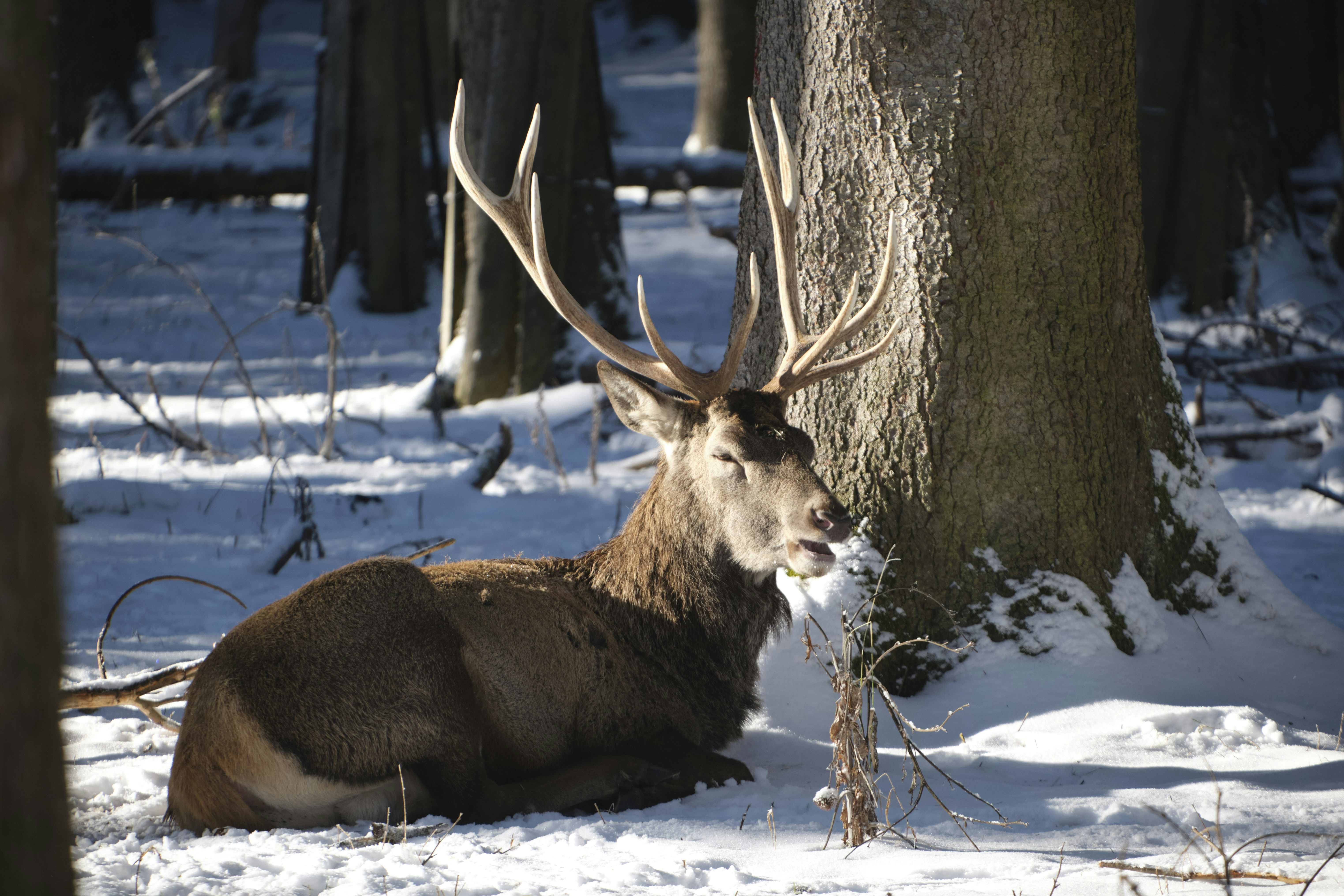 A deer laying in the snow next to a tree photo – Free Animal Image on ...
