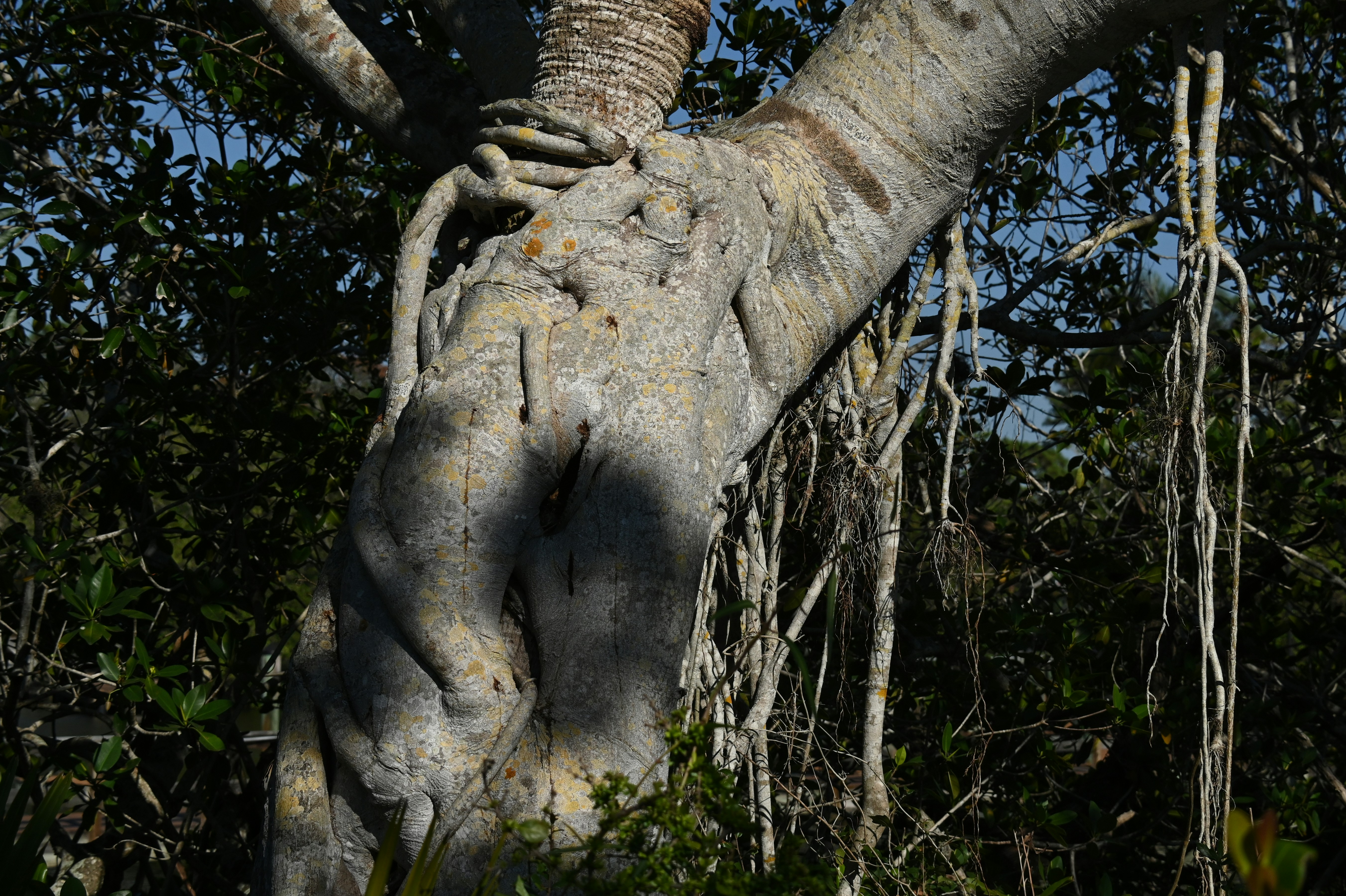 Tree Trunks Pictures | Download Free Images on Unsplash