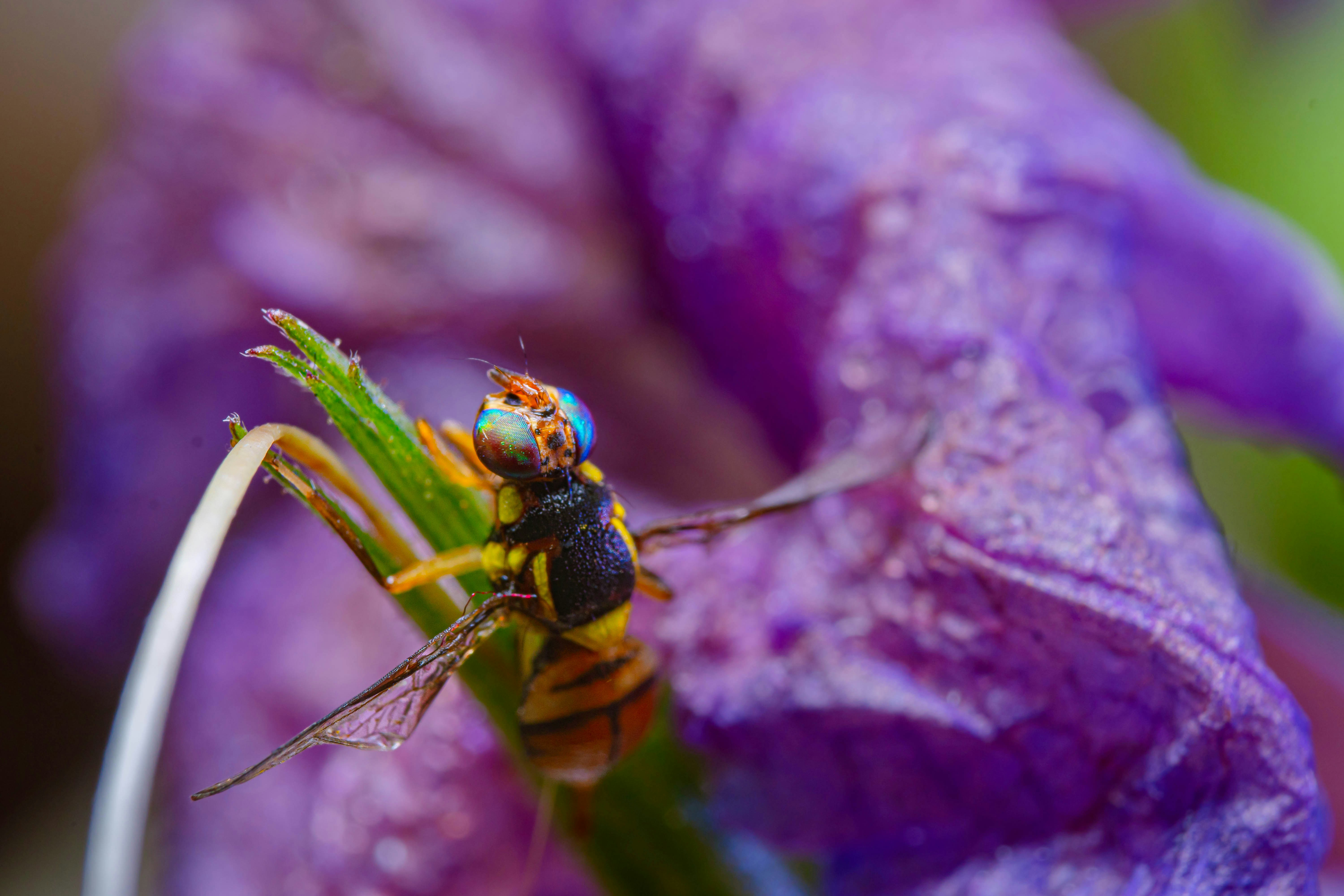 Purple Petal Stalker: A Macro Portrait of a Metallic Hoverfly