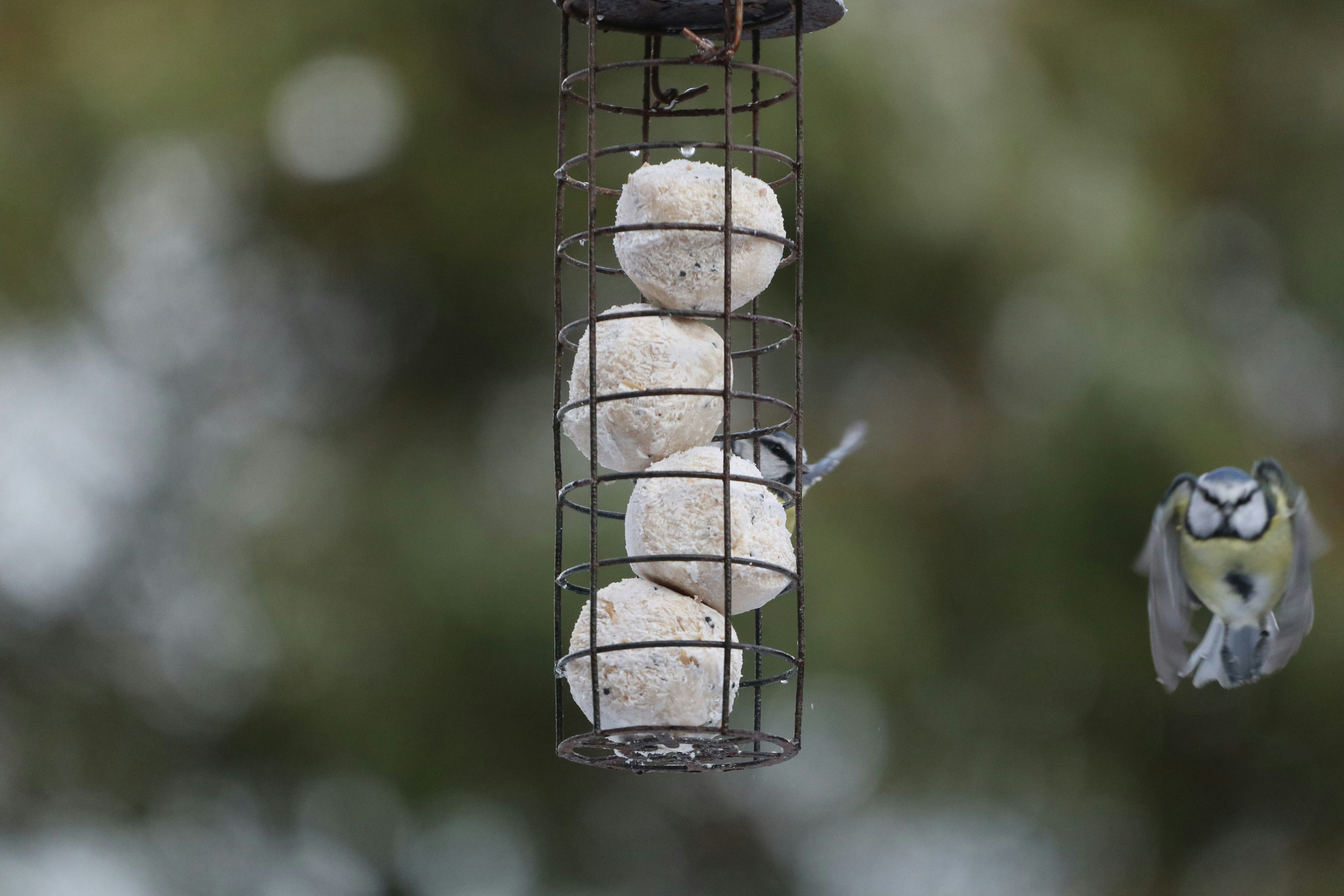Photograph of a chickadee in mid-flight beside a vertical suet feeder filled with round blocks, against a softly blurred natural background.