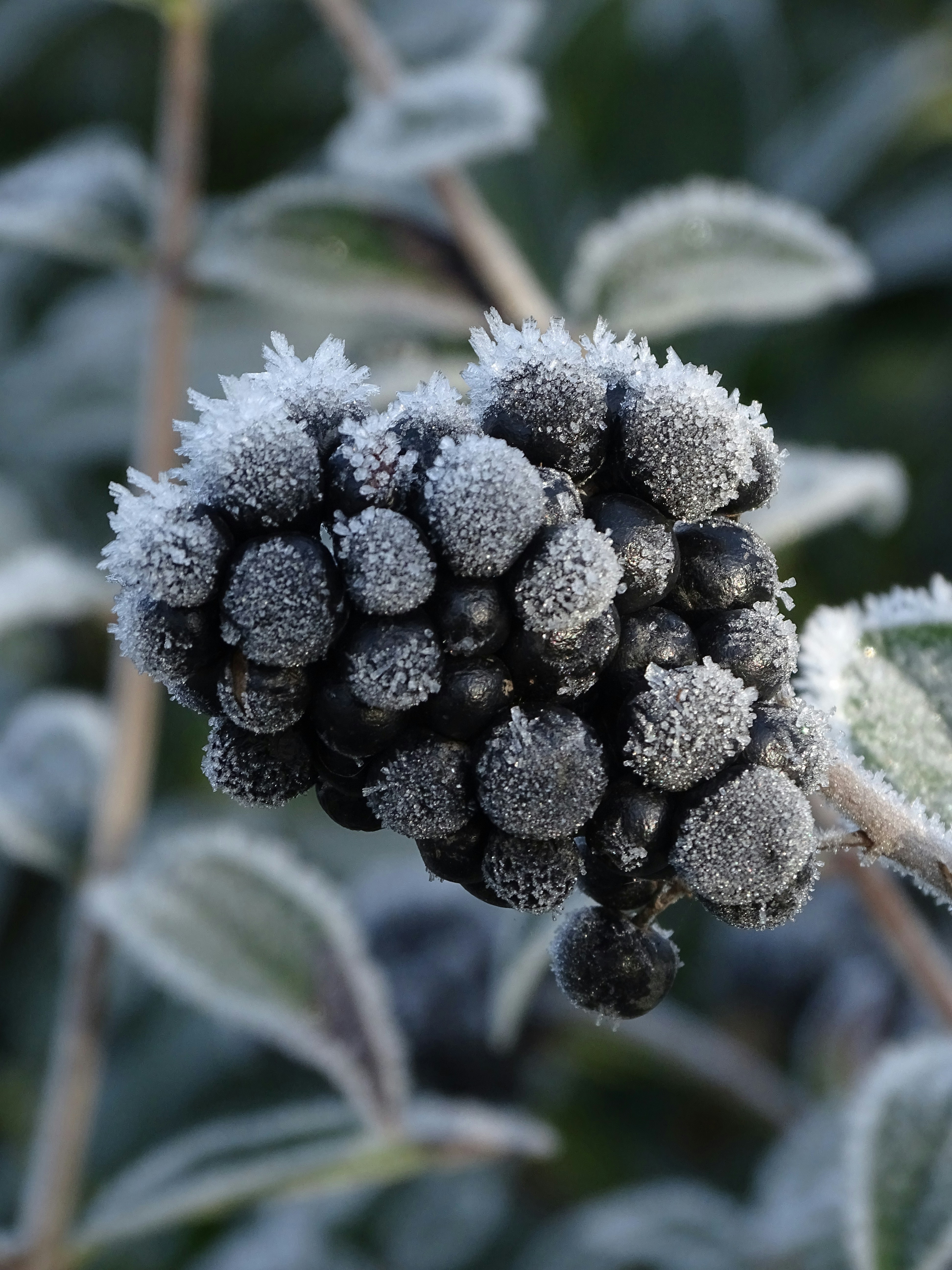 Frost-Kissed Blackberry Cluster: A Macro Portrait of Winter Texture
