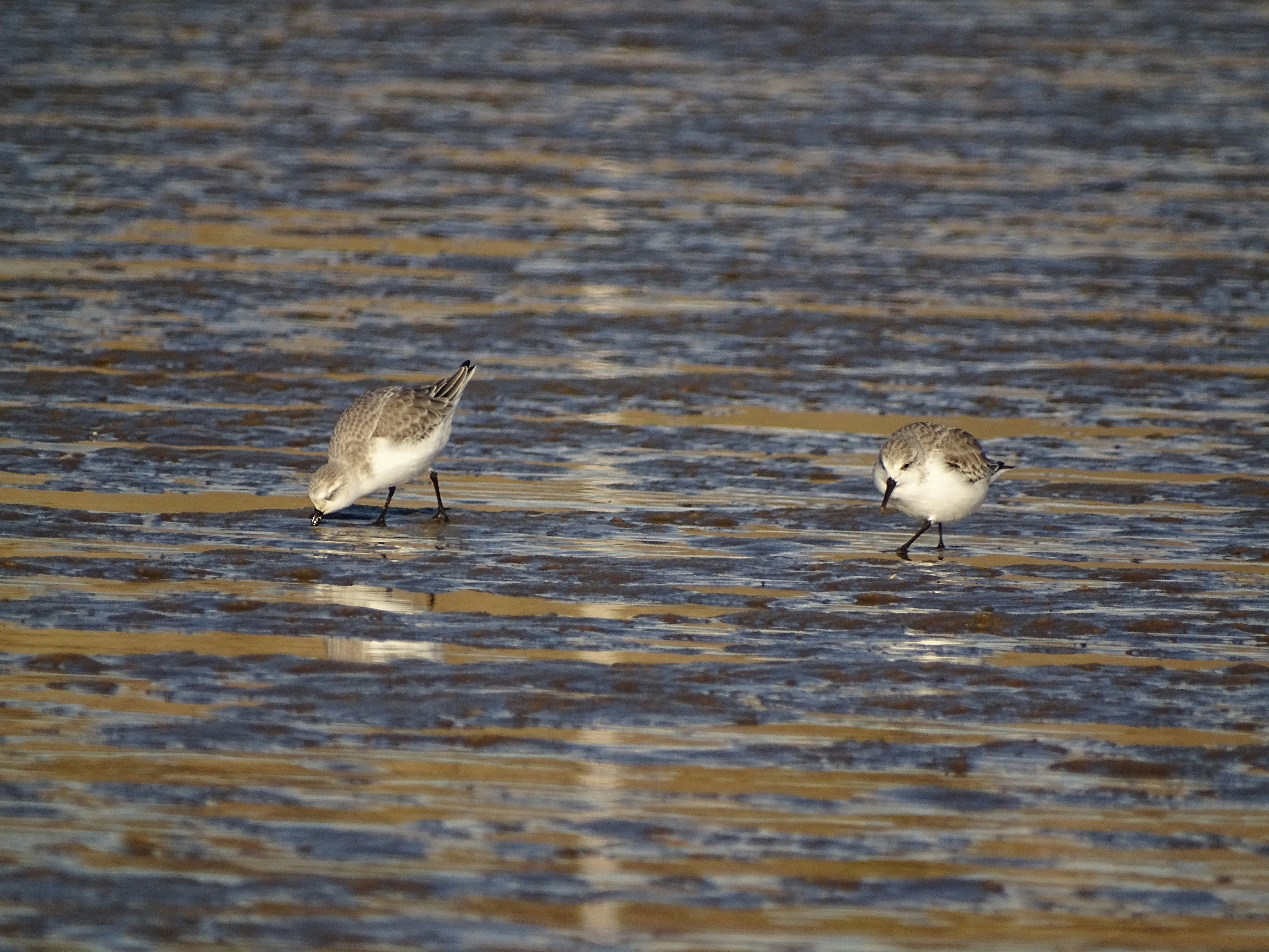 Two shorebirds probing the shimmering surface of a tidal flat, searching for food amidst the reflections of the water. 