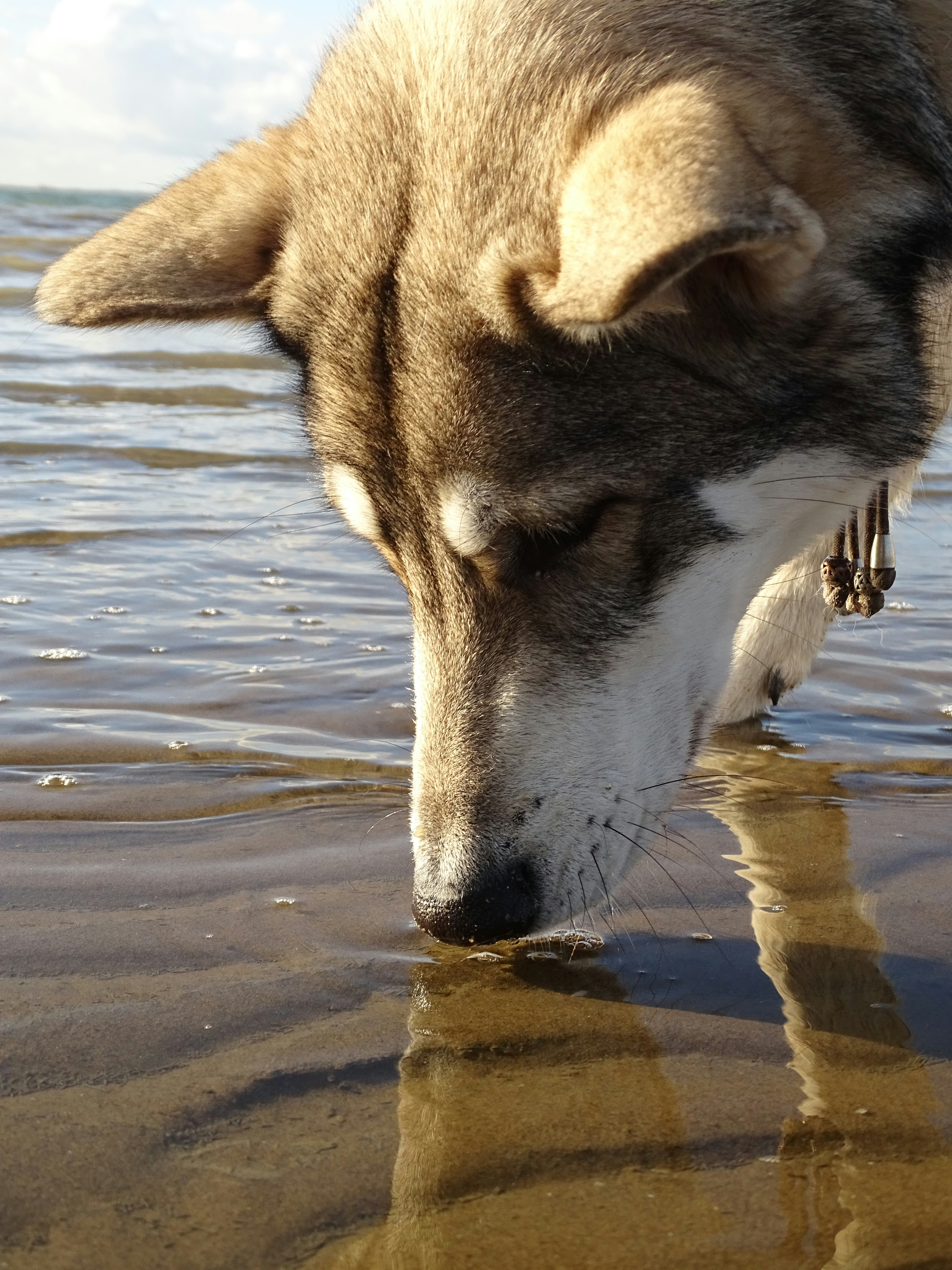 Curious Shoreline Stroll: A Husky's Quiet Nosed Moment