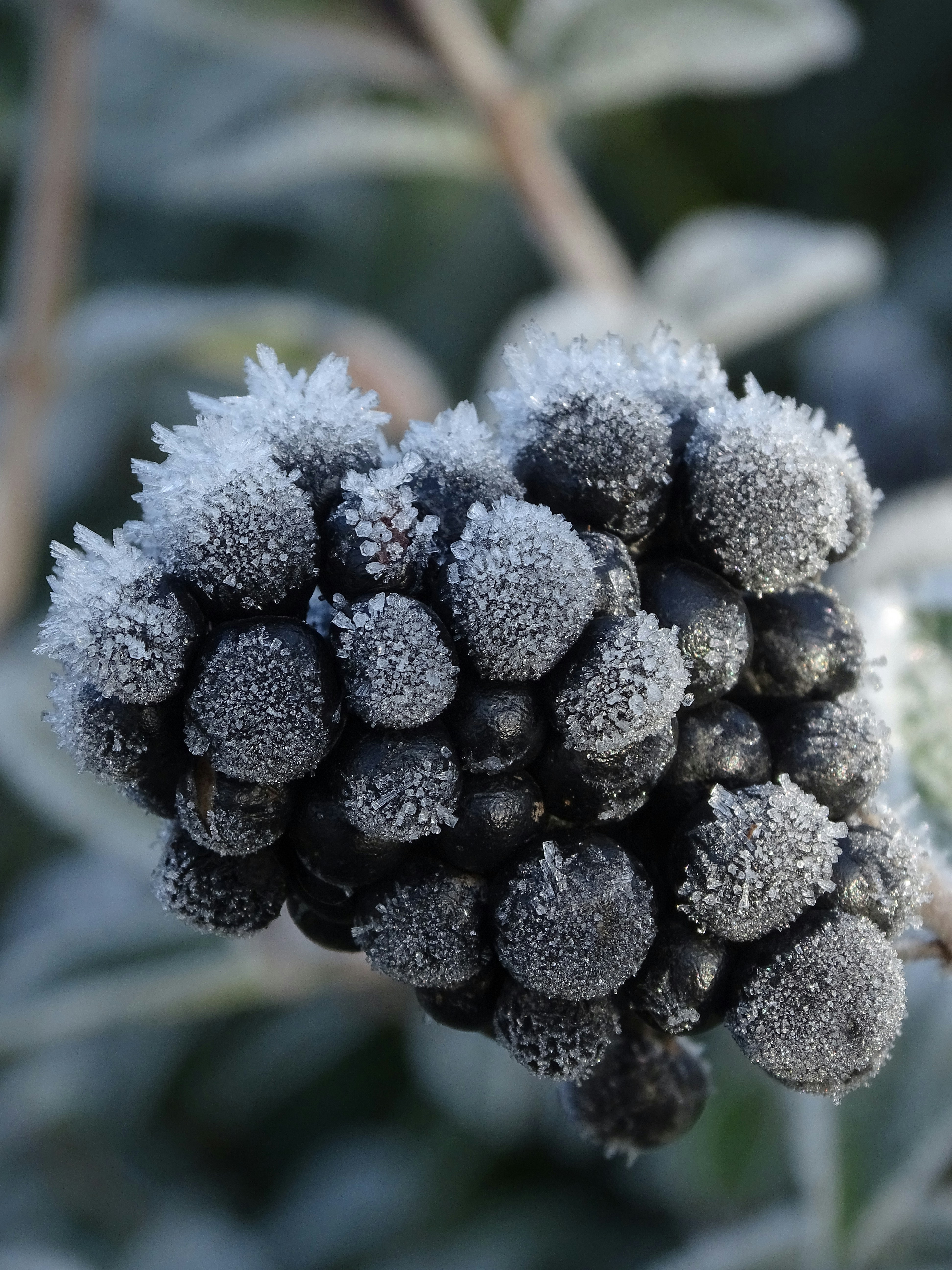 Ice-Clad Blackberry Cluster in Winter’s Quiet