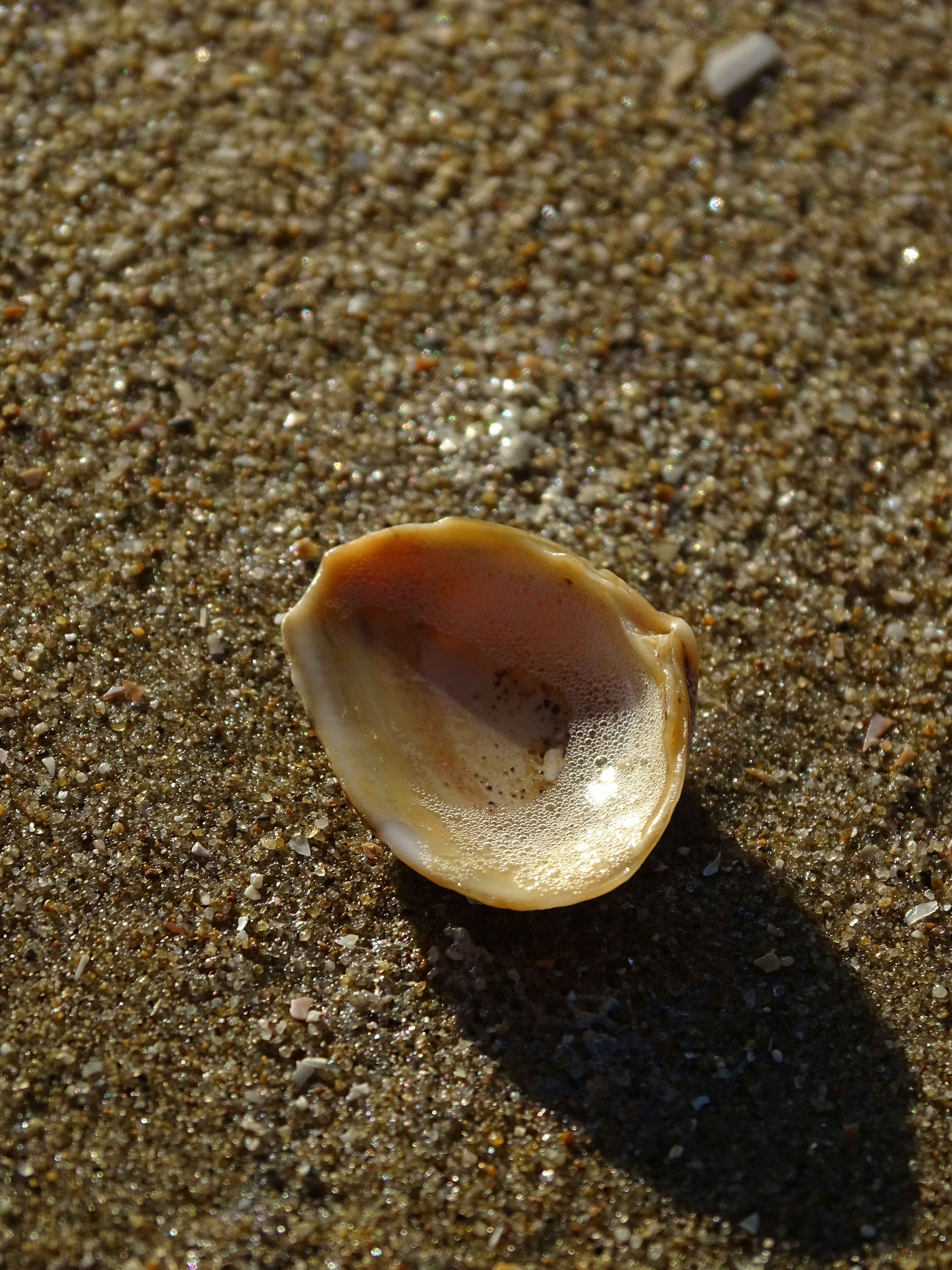 A shell is laying on the sand on the beach photo – Free Shell beach ...